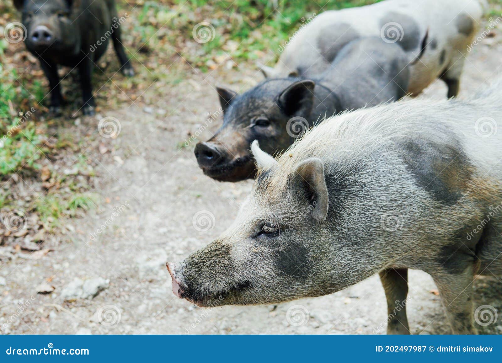 Cerdo Salvaje Joven En La Naturaleza En Los Bosques Imagen de archivo ...