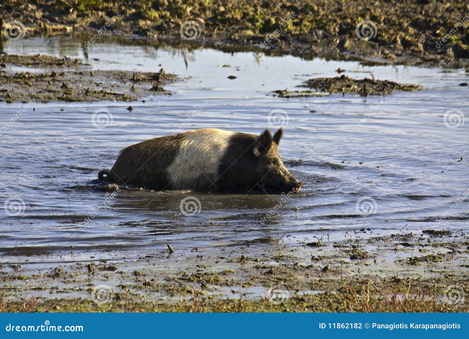 Cerdo Semi-salvaje Crowling Dentro Del Fango Foto de archivo - Imagen ...