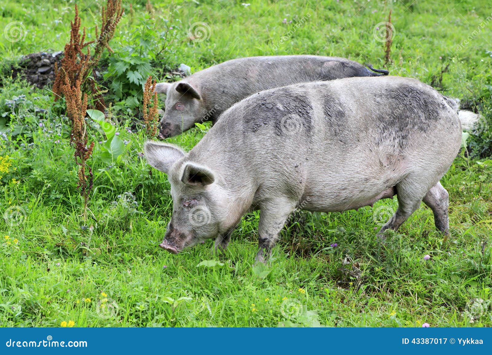 Cerdo Y Becerro Nacionales Grises Imagen de archivo - Imagen de bebé ...