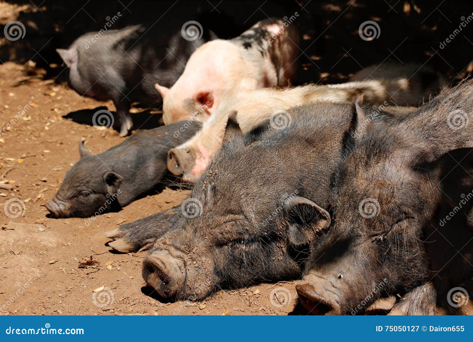Cerdos Barrigones Vietnamitas Imagen de archivo - Imagen de portero ...