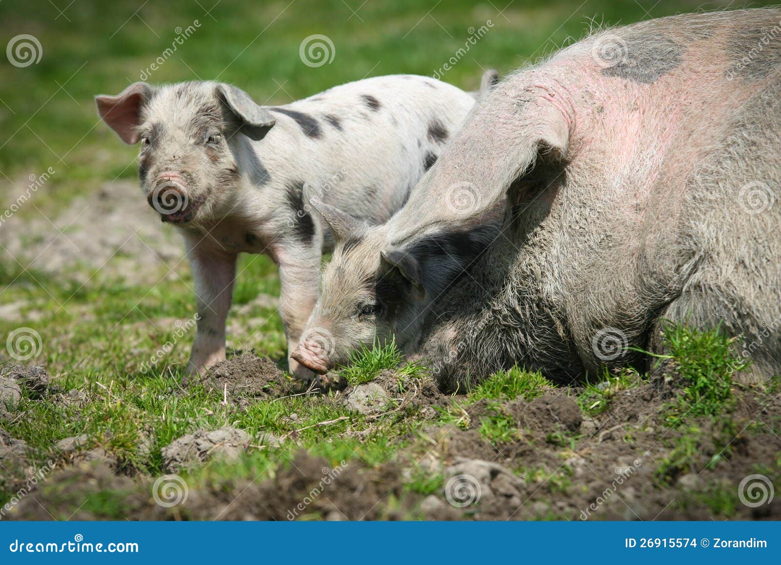 Cerdos de Colorfull foto de archivo. Imagen de verde - 26915574