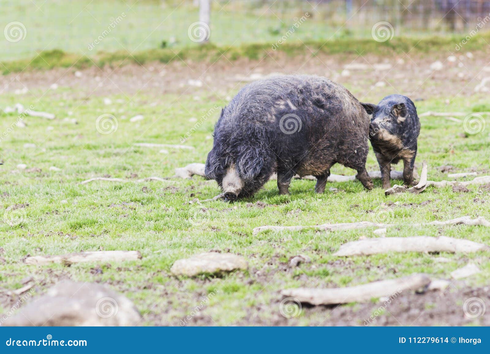 Cerdos De La Raza Del Mangalica Foto de archivo - Imagen de exterior ...