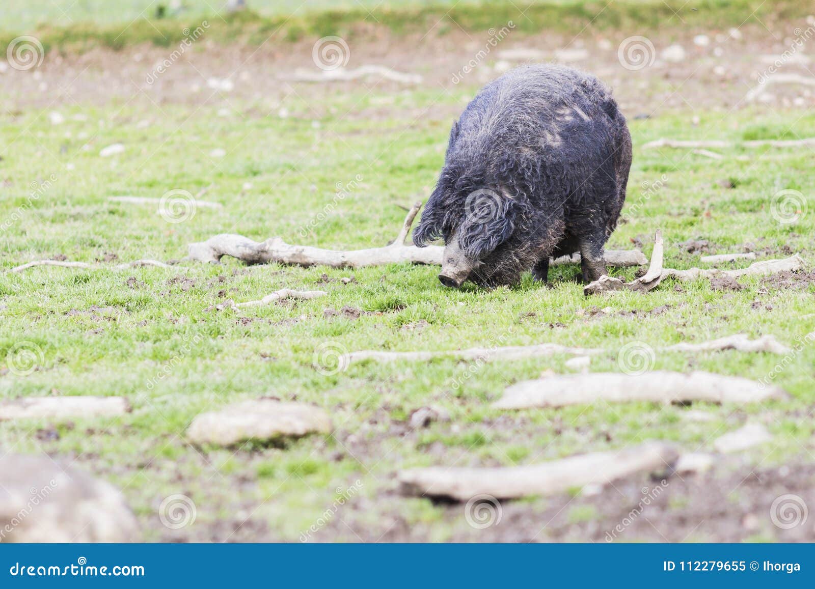 Cerdos De La Raza Del Mangalica Imagen de archivo - Imagen de ganados ...