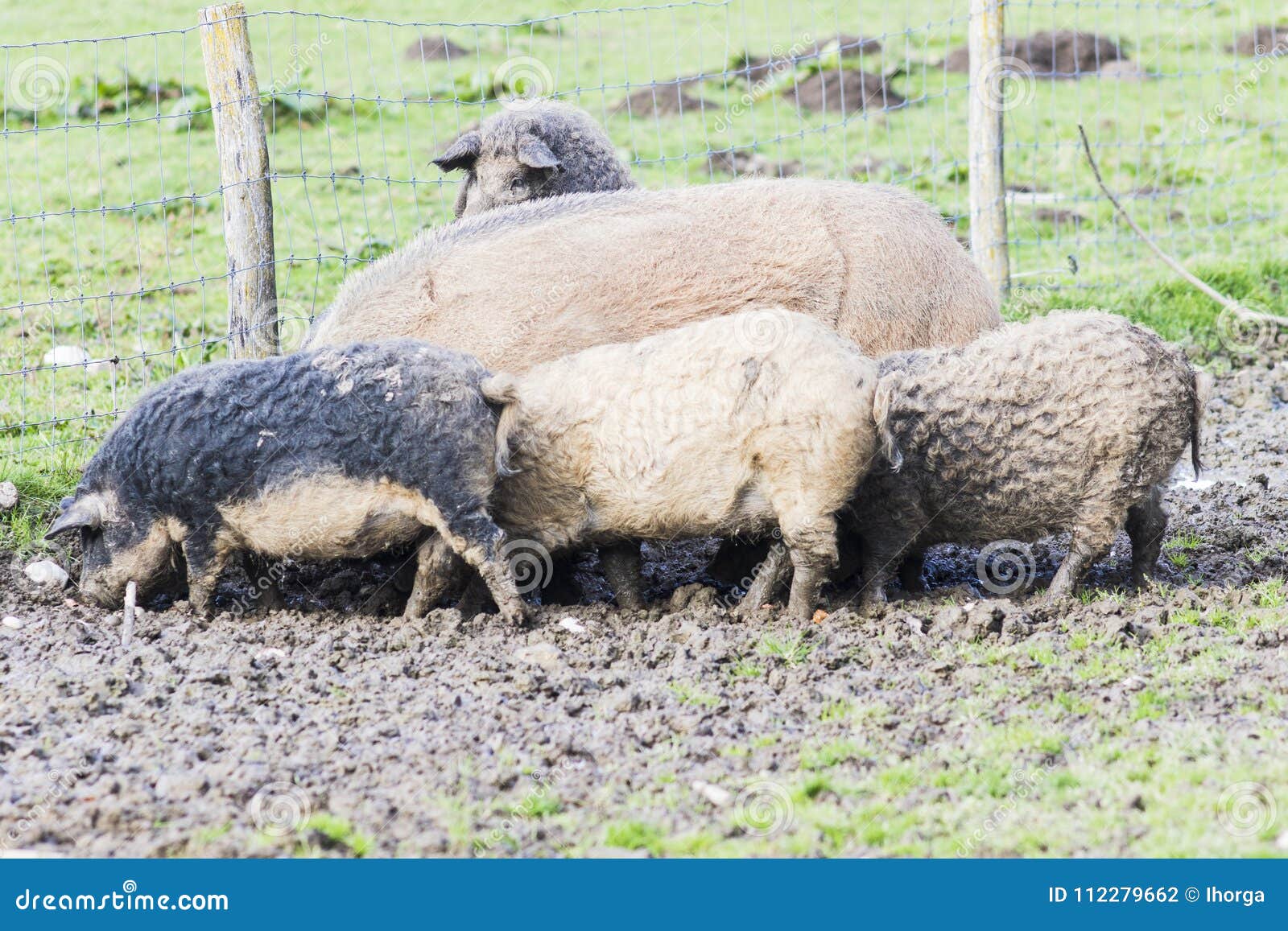Cerdos De La Raza Del Mangalica Foto de archivo - Imagen de campo ...