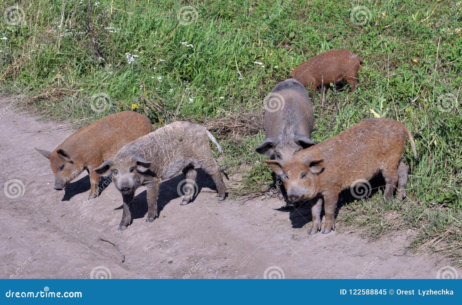 Cerdos De La Raza Del Mangalica Imagen de archivo - Imagen de guarro ...