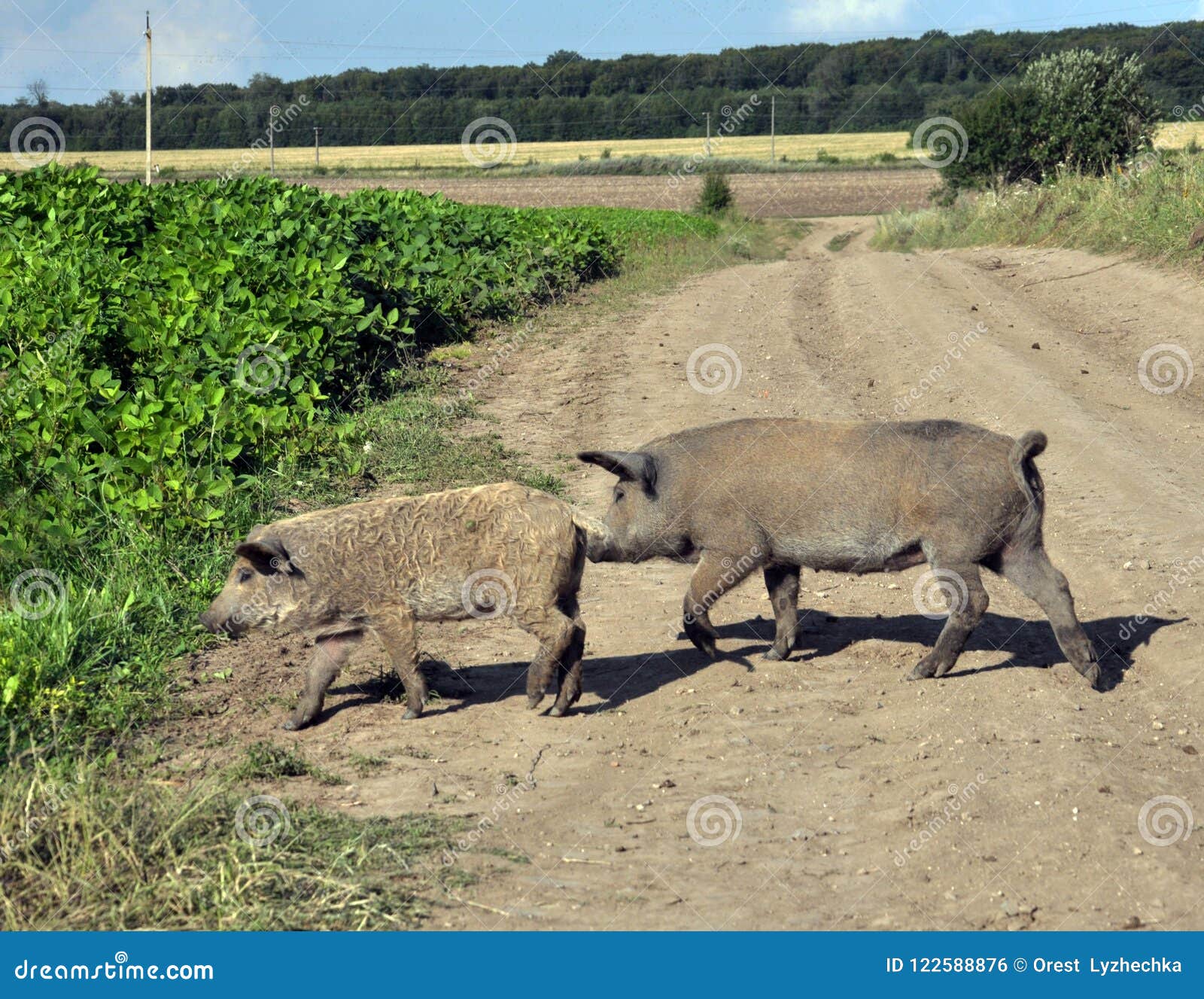 Cerdos De La Raza Del Mangalica Foto de archivo - Imagen de fondo ...