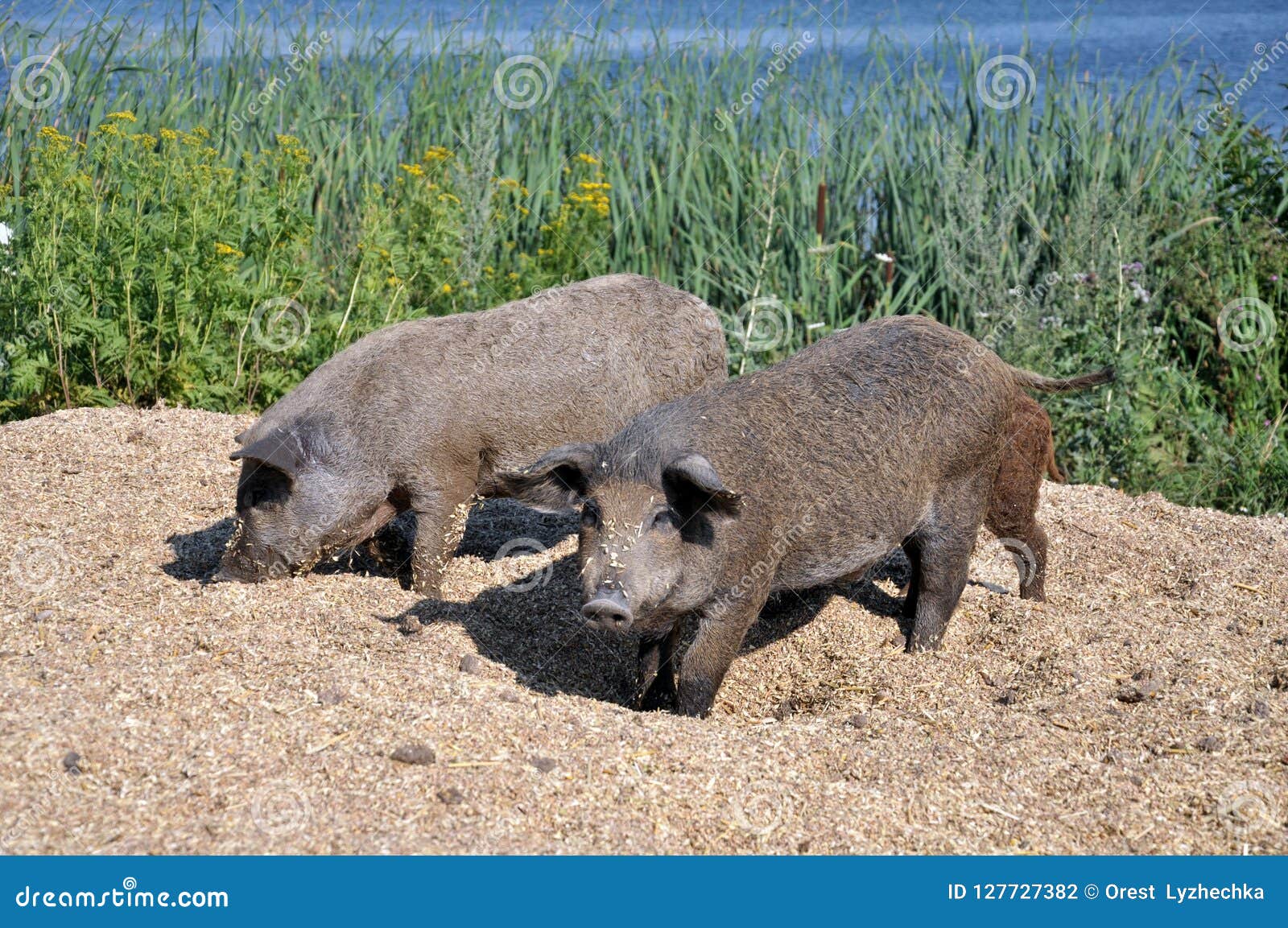 Cerdos De La Raza Del Mangalica Foto de archivo - Imagen de agricultura ...