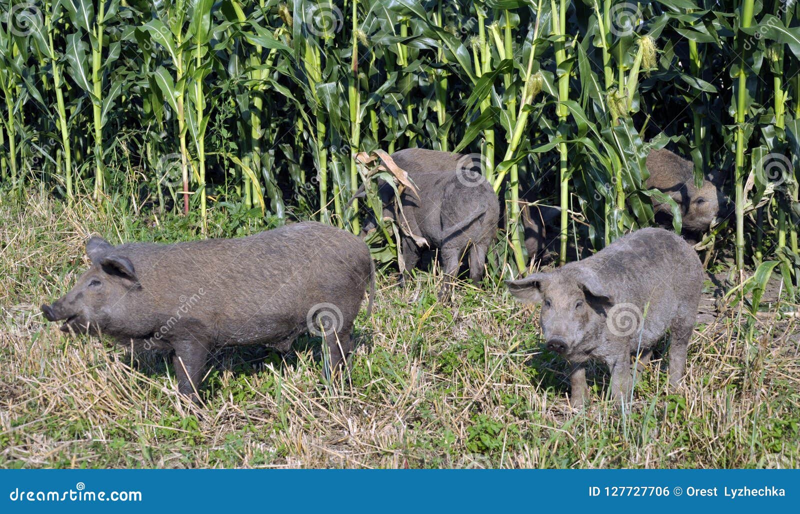 Cerdos De La Raza Del Mangalica Foto de archivo - Imagen de cebadura ...