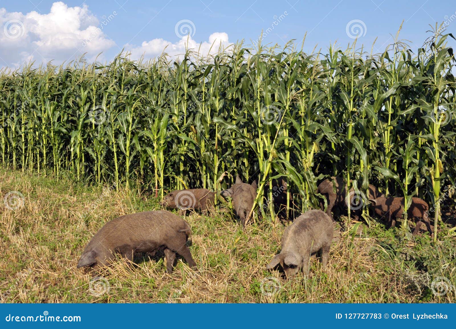 Cerdos De La Raza Del Mangalica Imagen de archivo - Imagen de paste ...