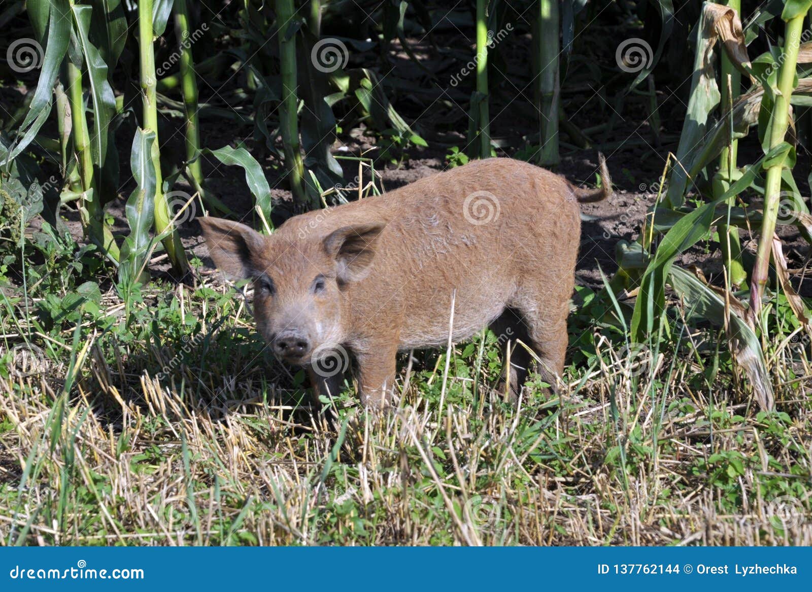 Cerdos De La Raza Del Mangalica Foto de archivo - Imagen de carne ...
