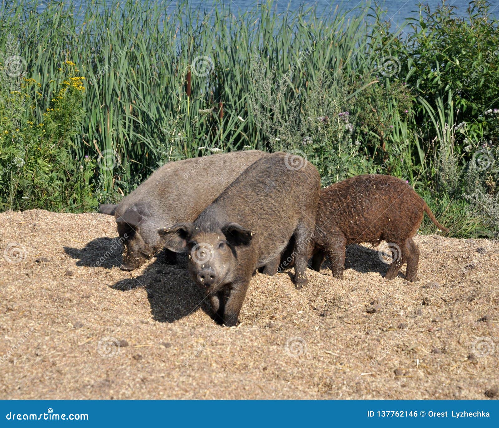 Cerdos De La Raza Del Mangalica Foto de archivo - Imagen de pantano ...