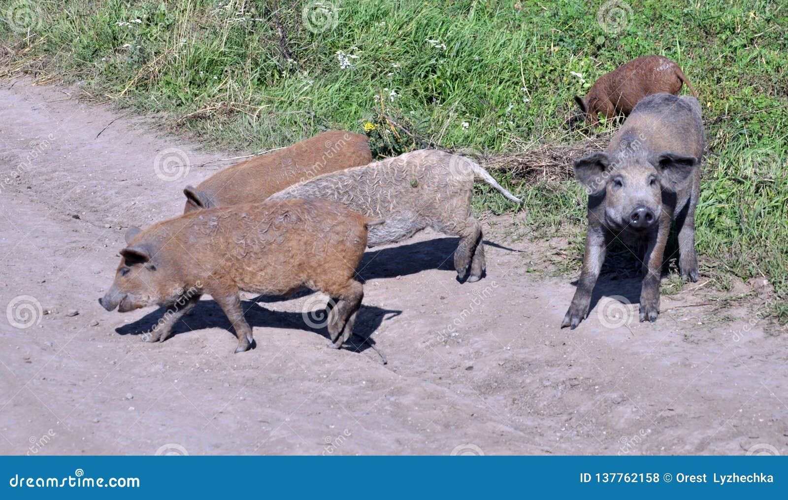 Cerdos De La Raza Del Mangalica Foto de archivo - Imagen de granja, qué ...