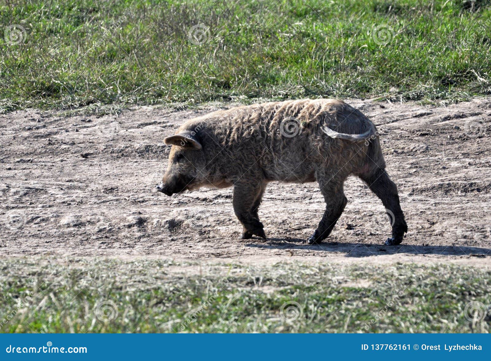 Cerdos De La Raza Del Mangalica Imagen de archivo - Imagen de lindo ...