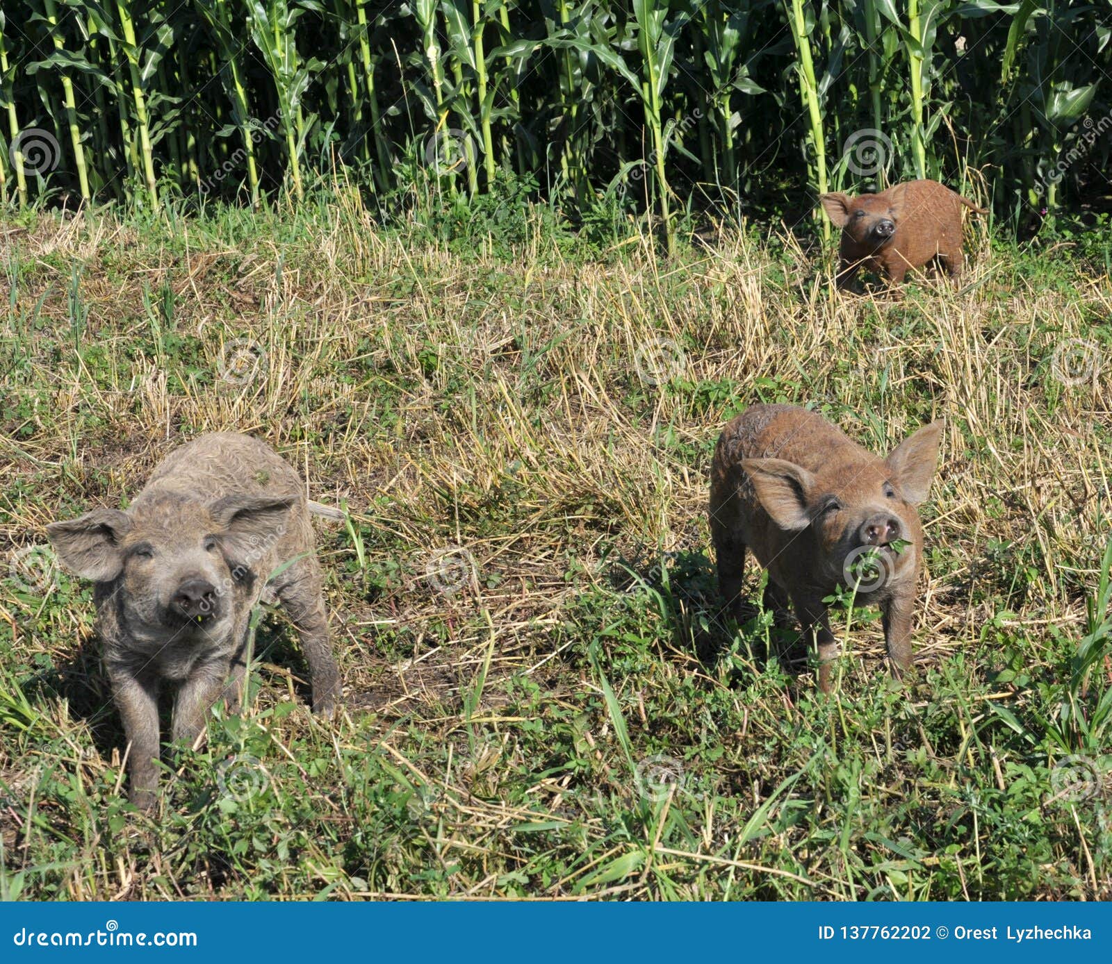 Cerdos De La Raza Del Mangalica Foto de archivo - Imagen de lindo ...