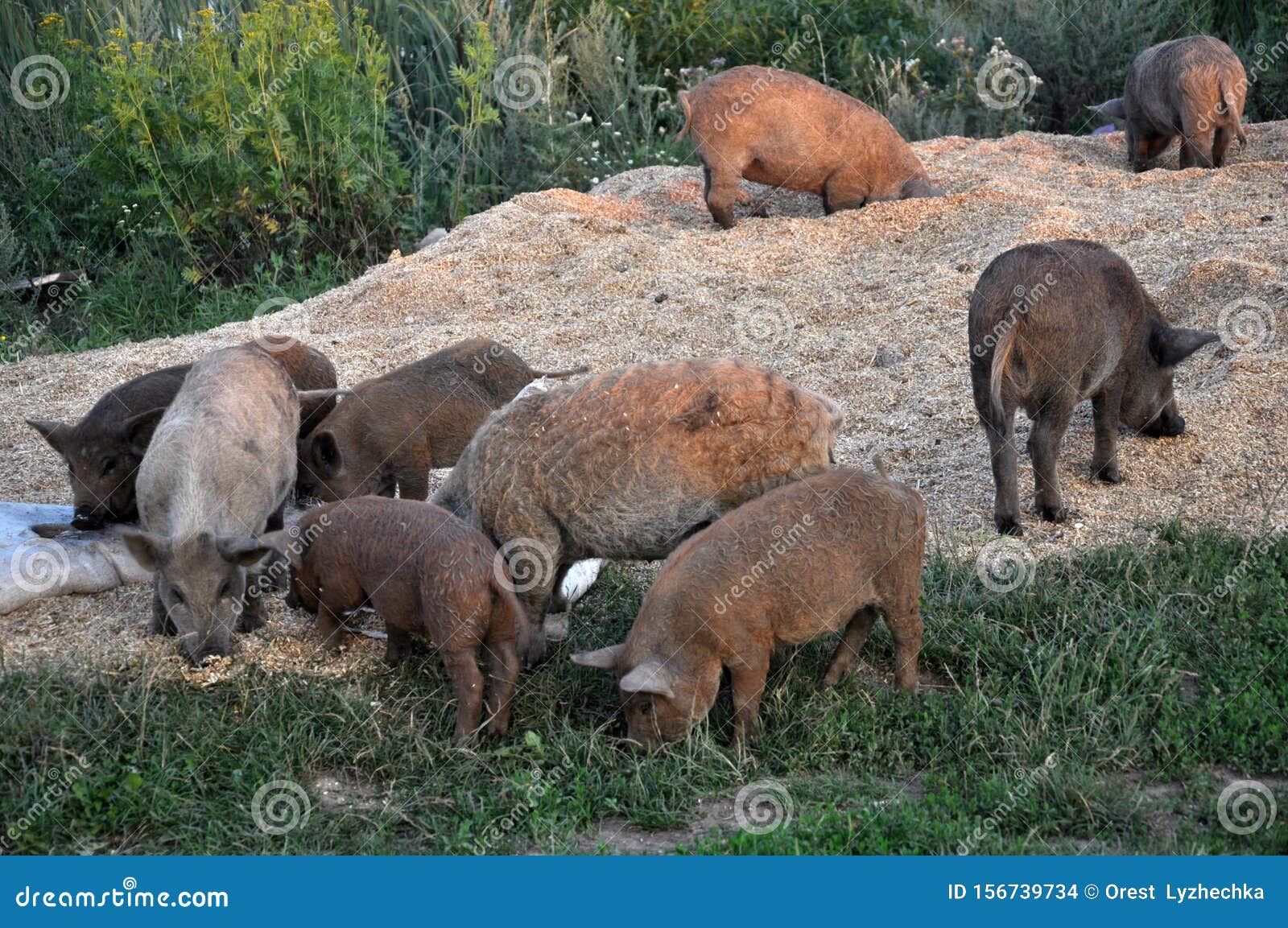 Cerdos De La Raza Mangalica Foto de archivo - Imagen de mascota, casta ...