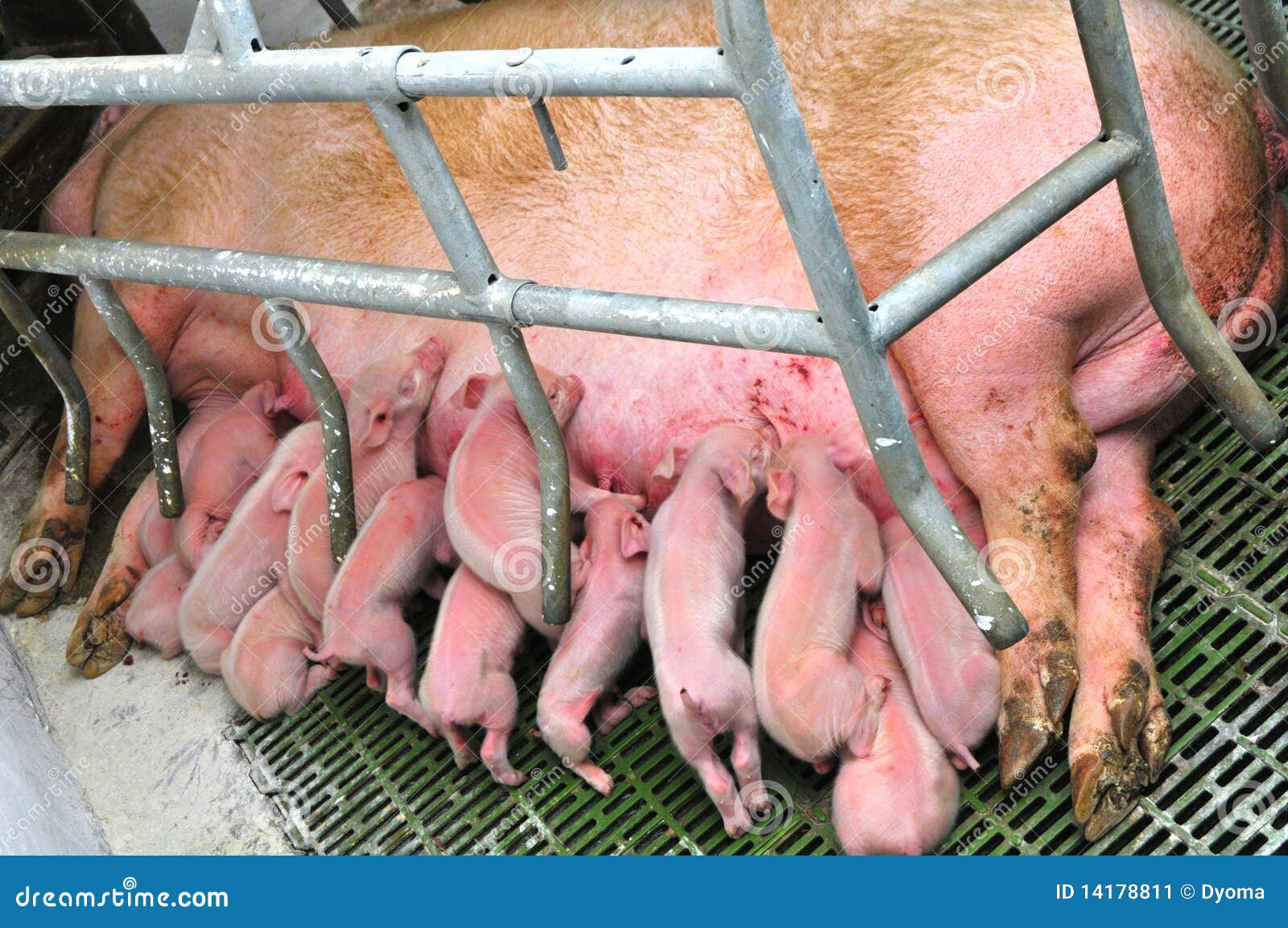 Cerdos del bebé imagen de archivo. Imagen de mercado - 14178811