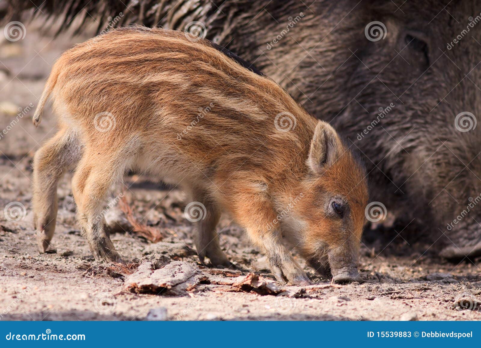 Cerdos del bebé imagen de archivo. Imagen de cubo, cerdos - 15539883