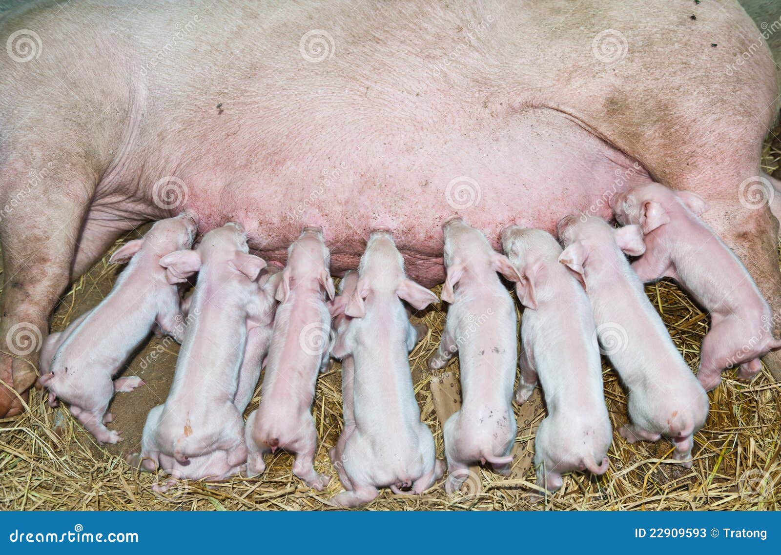 Cerdos Del Bebé Del Cerdo De Momma Que Introducen Imagen de archivo ...