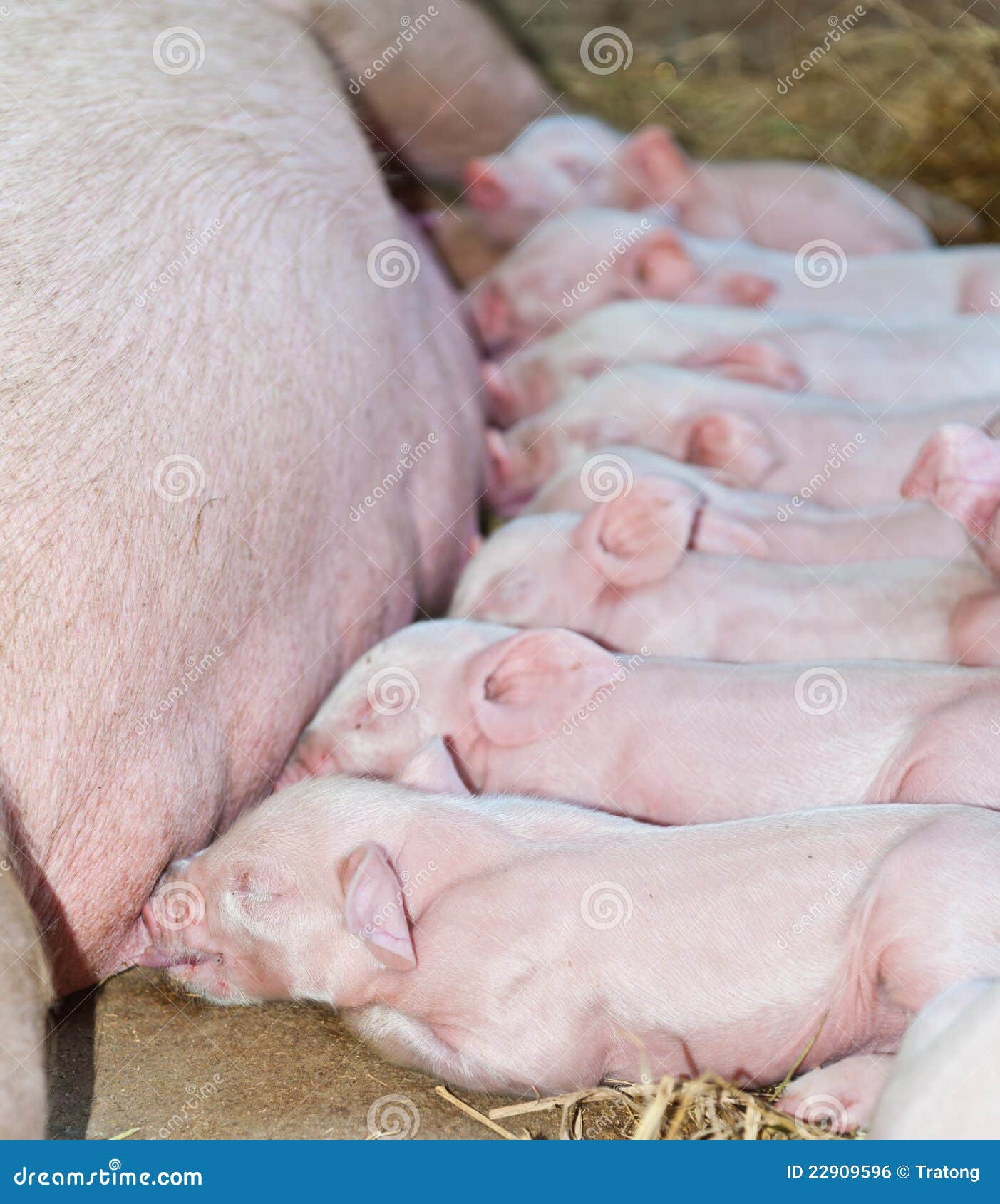 Cerdos Del Bebé Del Cerdo De Momma Que Introducen Foto de archivo ...