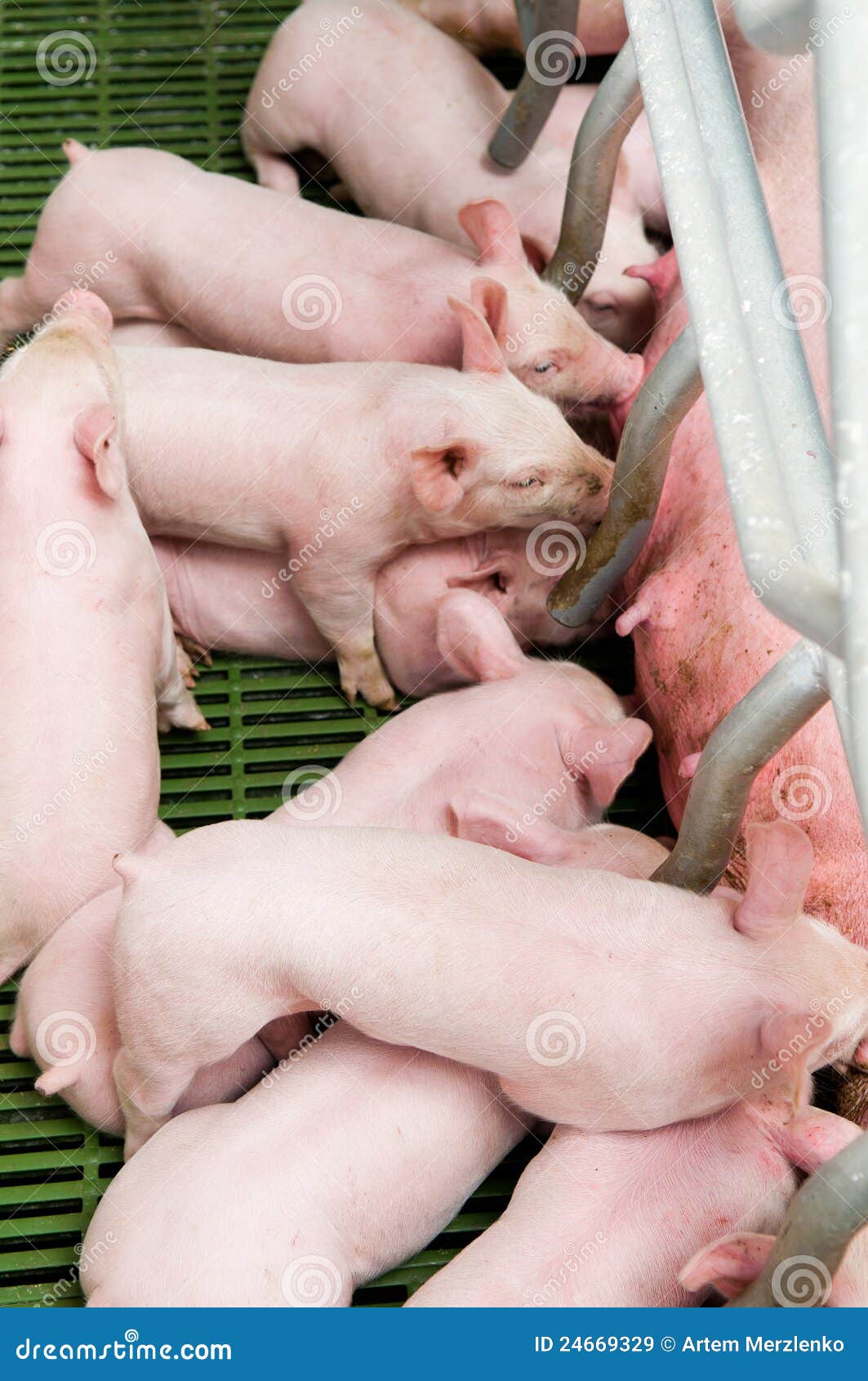Cerdos Del Bebé Del Cerdo De Momma Que Introducen Imagen de archivo ...