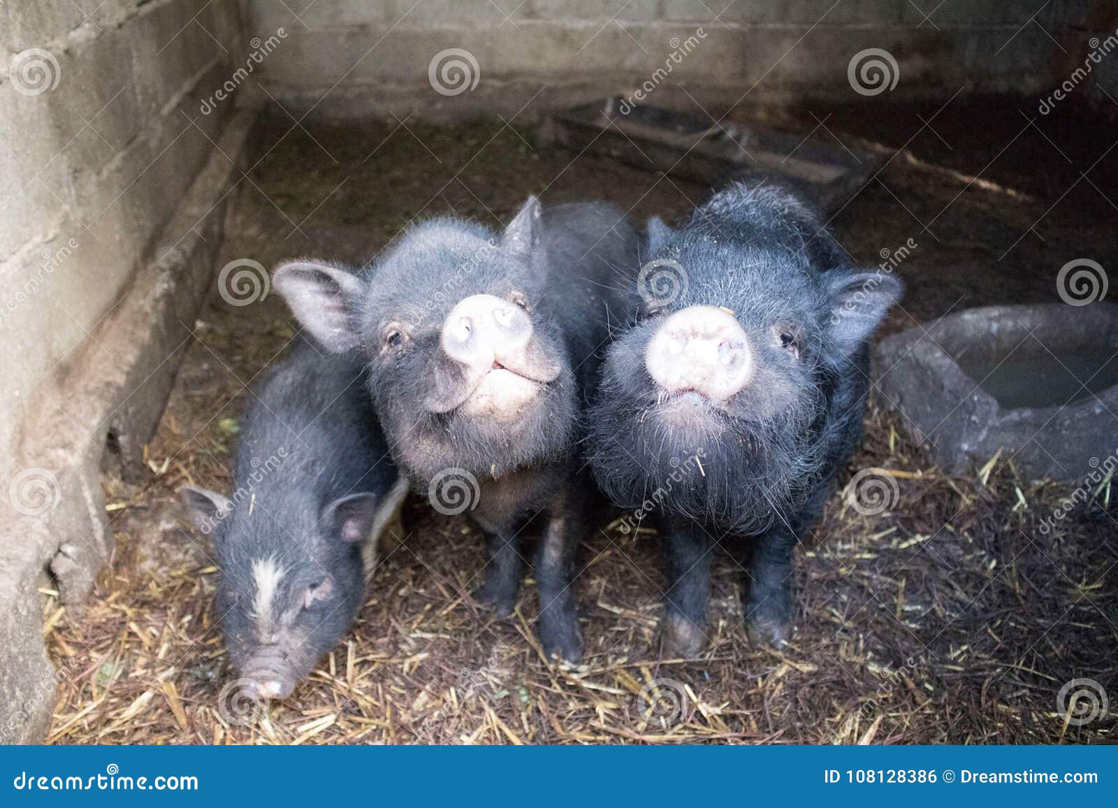 Cerdos Del Enano De Smilling Foto de archivo - Imagen de paja, padre ...