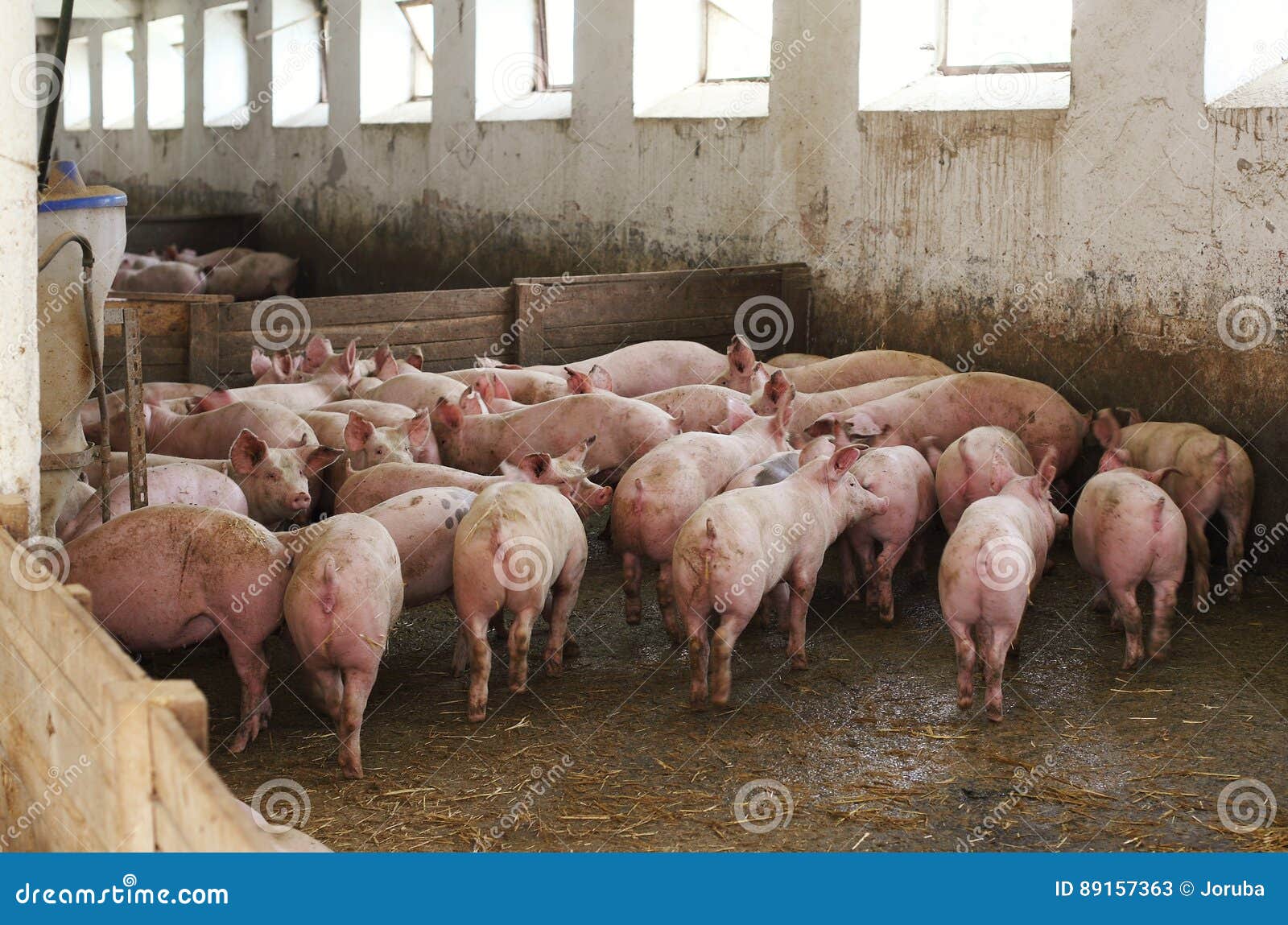 Cerdos en establo imagen de archivo. Imagen de interior - 89157363