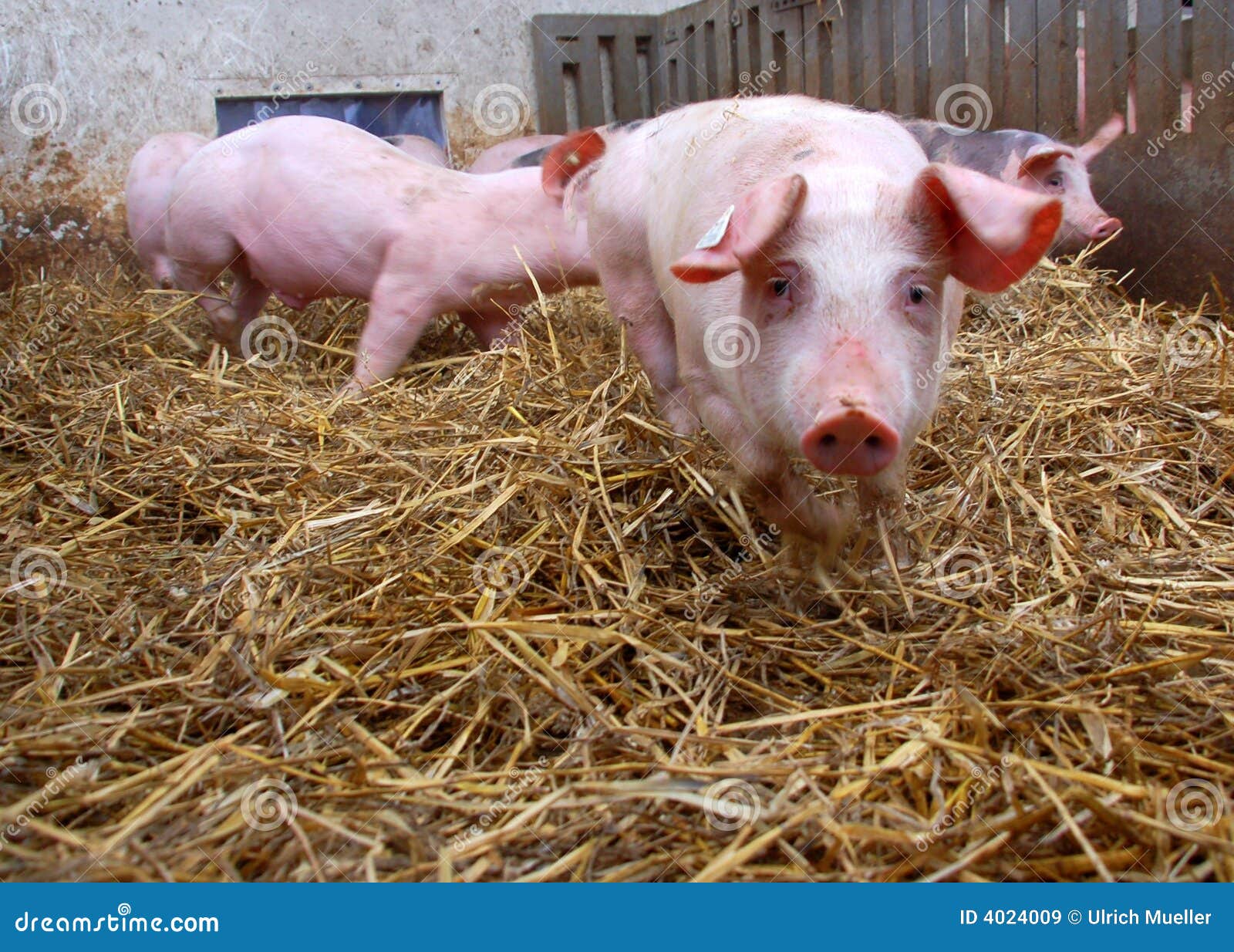 Cerdos en un establo imagen de archivo. Imagen de alimento - 4024009