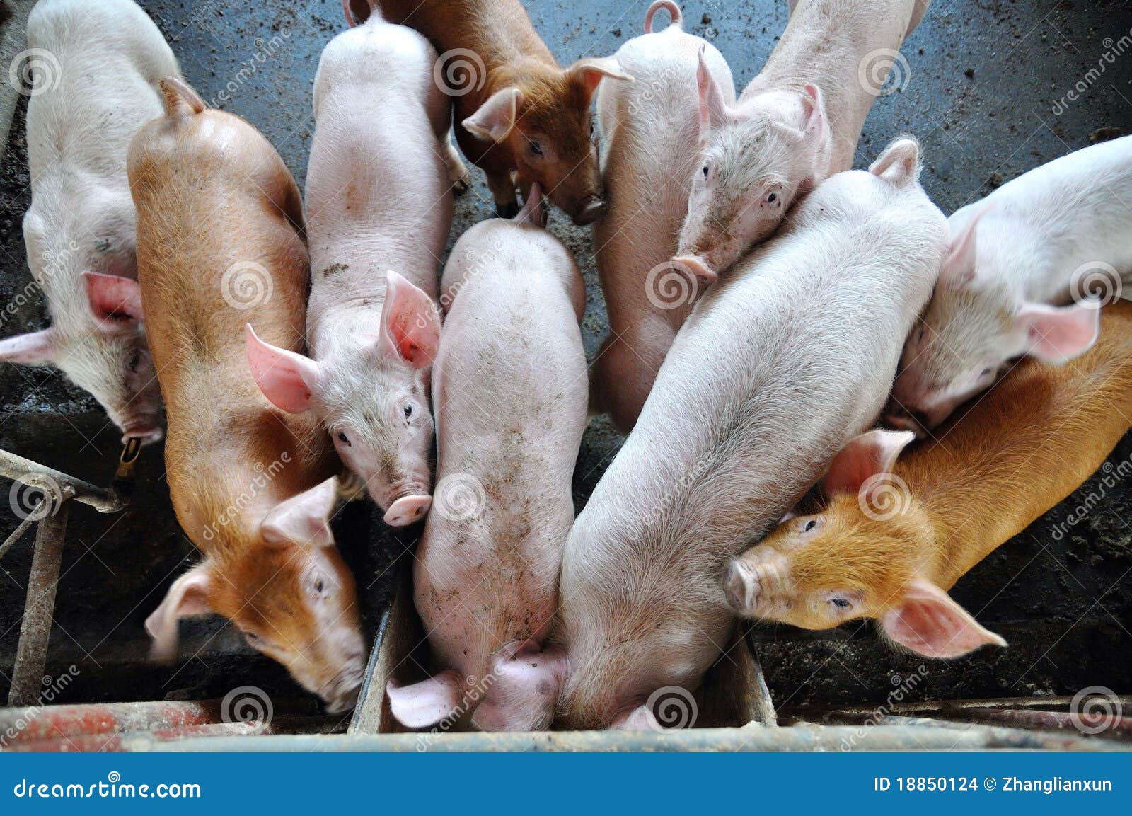 Cerdos en una pocilga foto de archivo. Imagen de rosa - 18850124