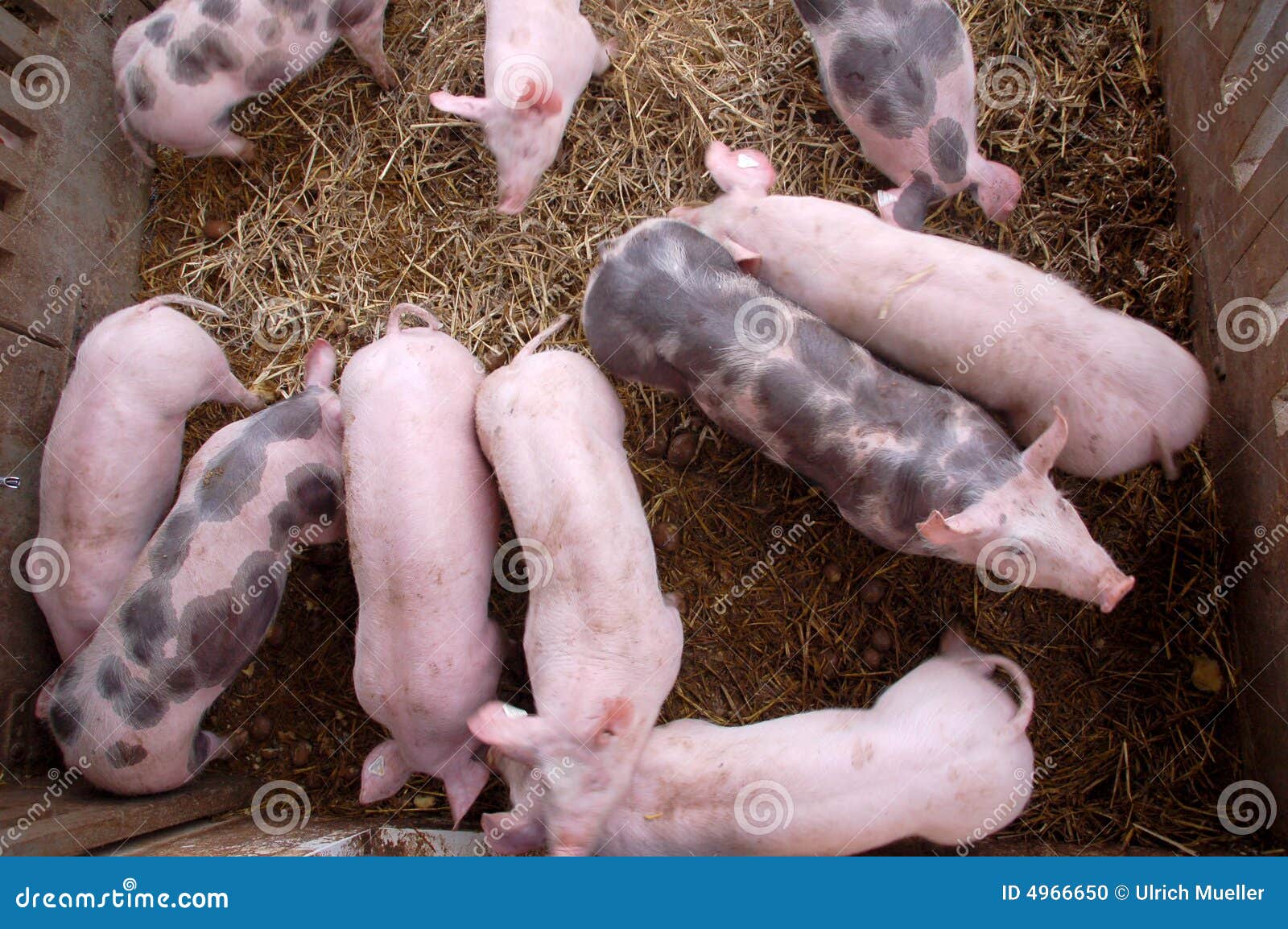 Cerdos en una pocilga foto de archivo. Imagen de cerdo - 4966650