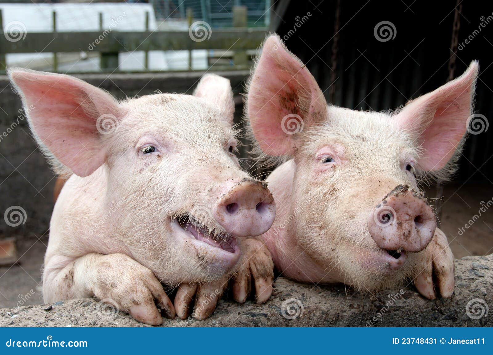 Cerdos que hablan imagen de archivo. Imagen de sucio - 23748431