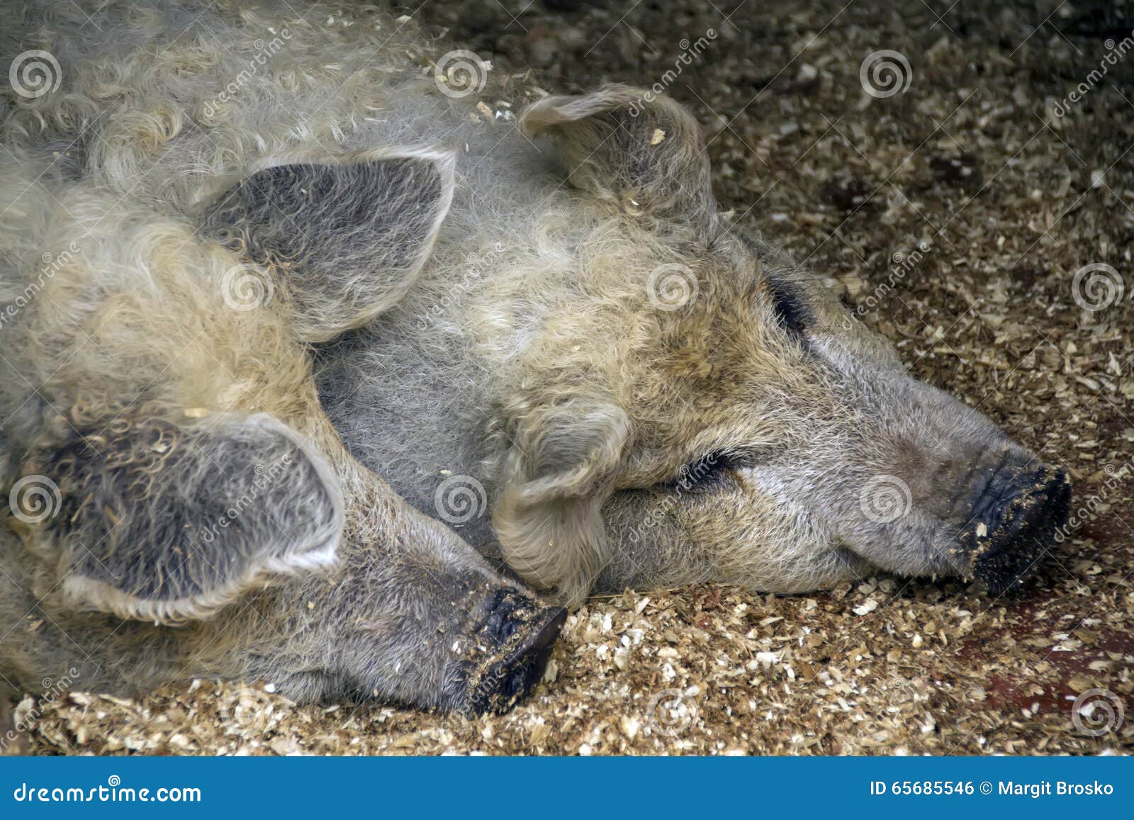 Cerdos rubios de Mangalica foto de archivo. Imagen de europa - 65685546