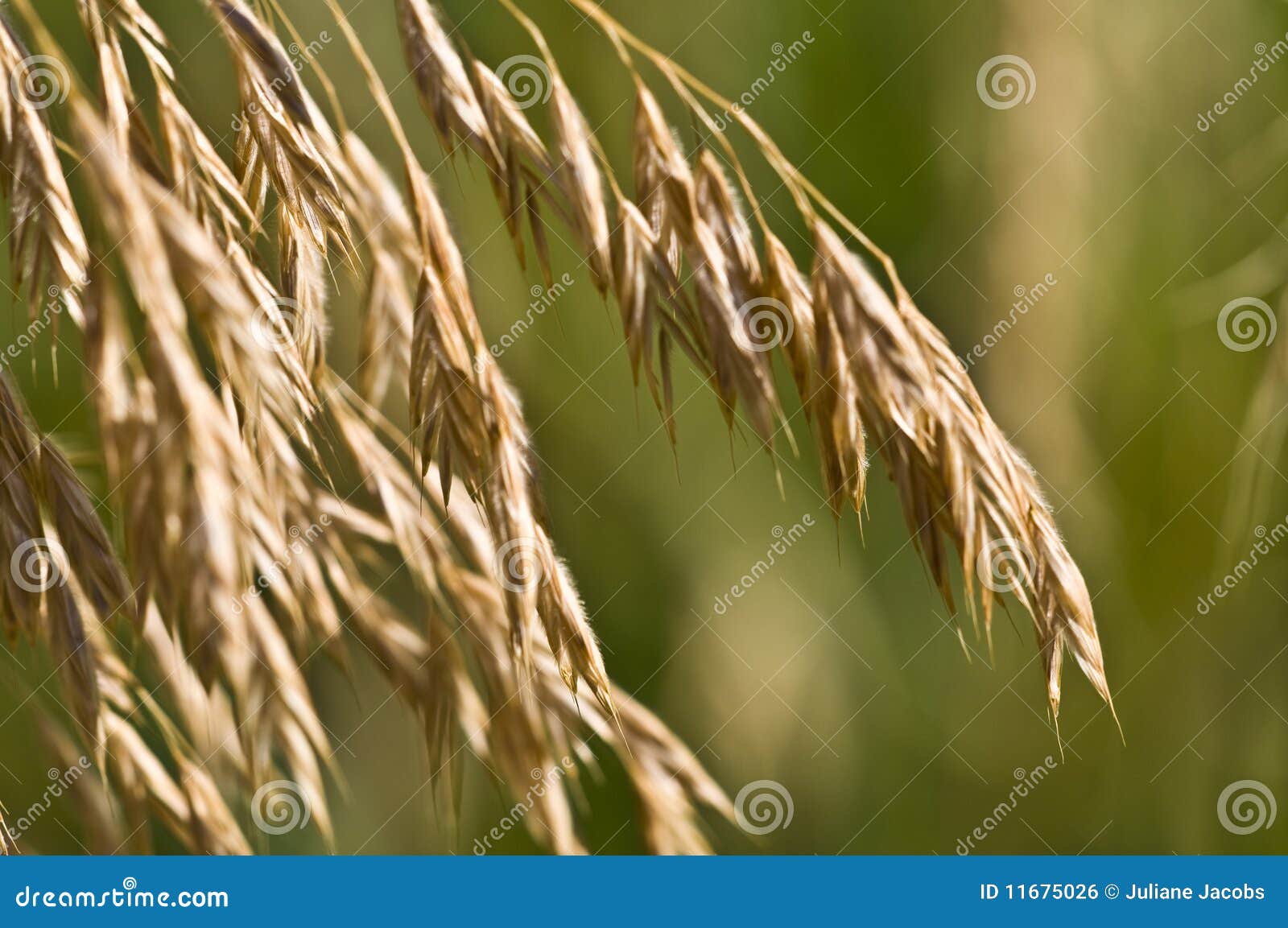 Cereal stock photo. Image of food, autumn, fall, background - 11675026