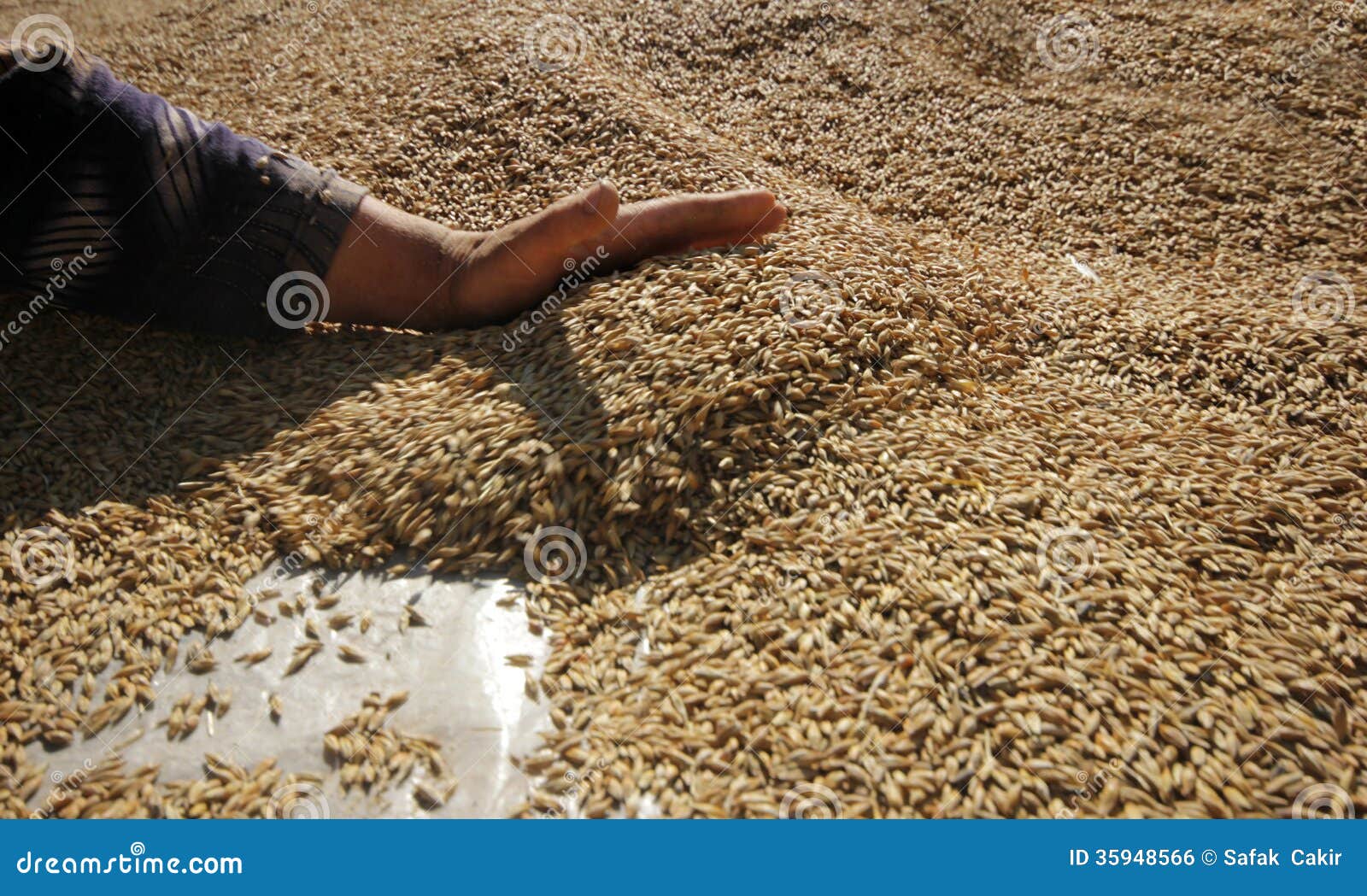 Cereal Background stock photo. Image of cattle, eating - 35948566