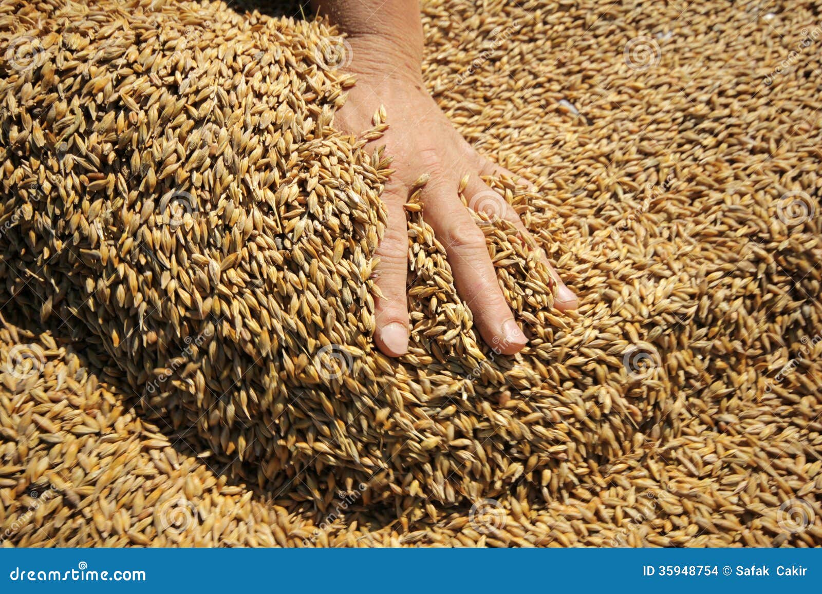 Cereal Background Stock Photo | CartoonDealer.com #35948754