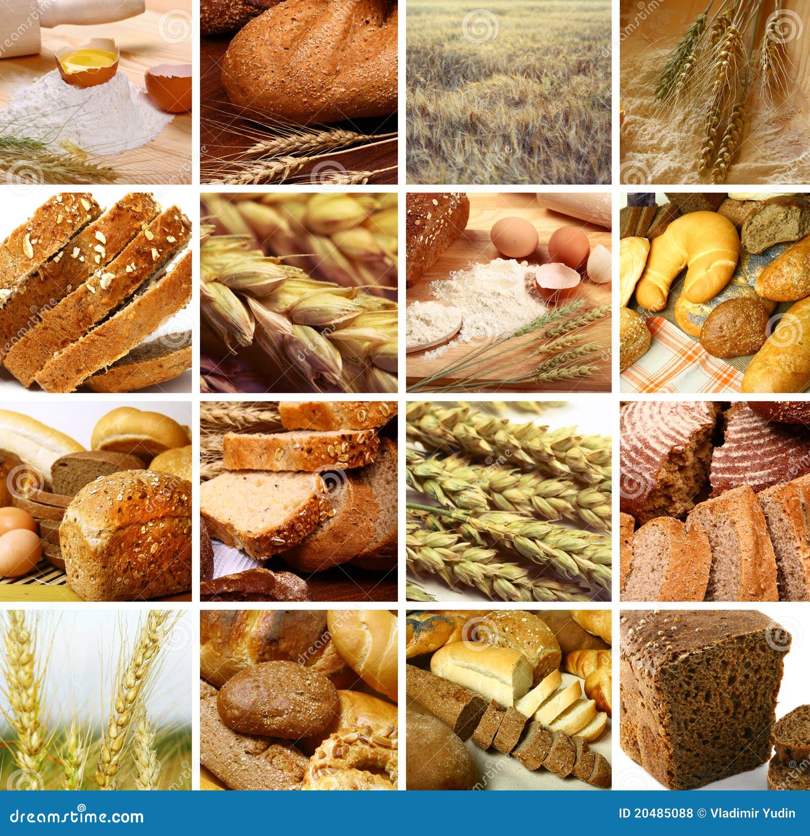 Cereal collage stock photo. Image of crops, barley, agriculture - 20485088