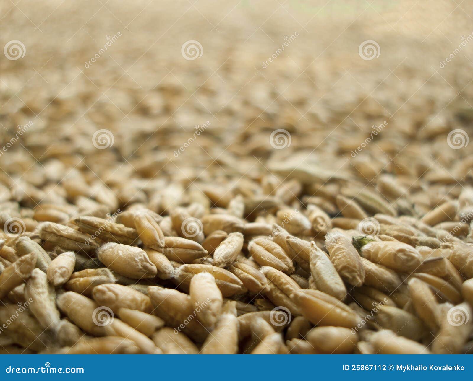 Cereal crop triticale stock photo. Image of cereal, bread - 25867112
