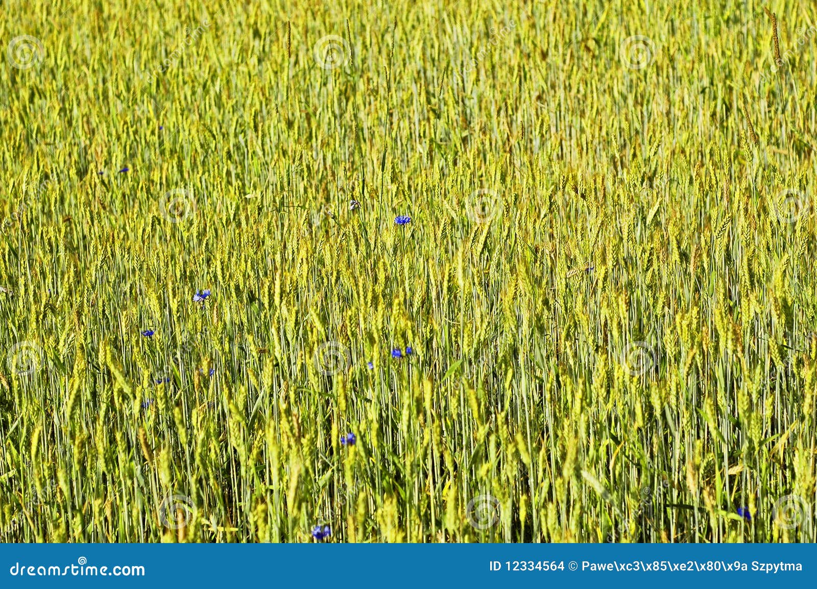 Cereal field stock photo. Image of farmland, harmony - 12334564