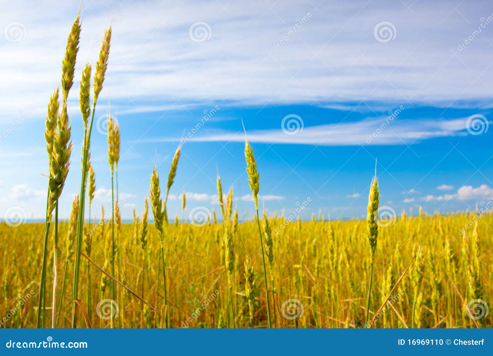 Cereal field stock photo. Image of group, growth, food - 16969110