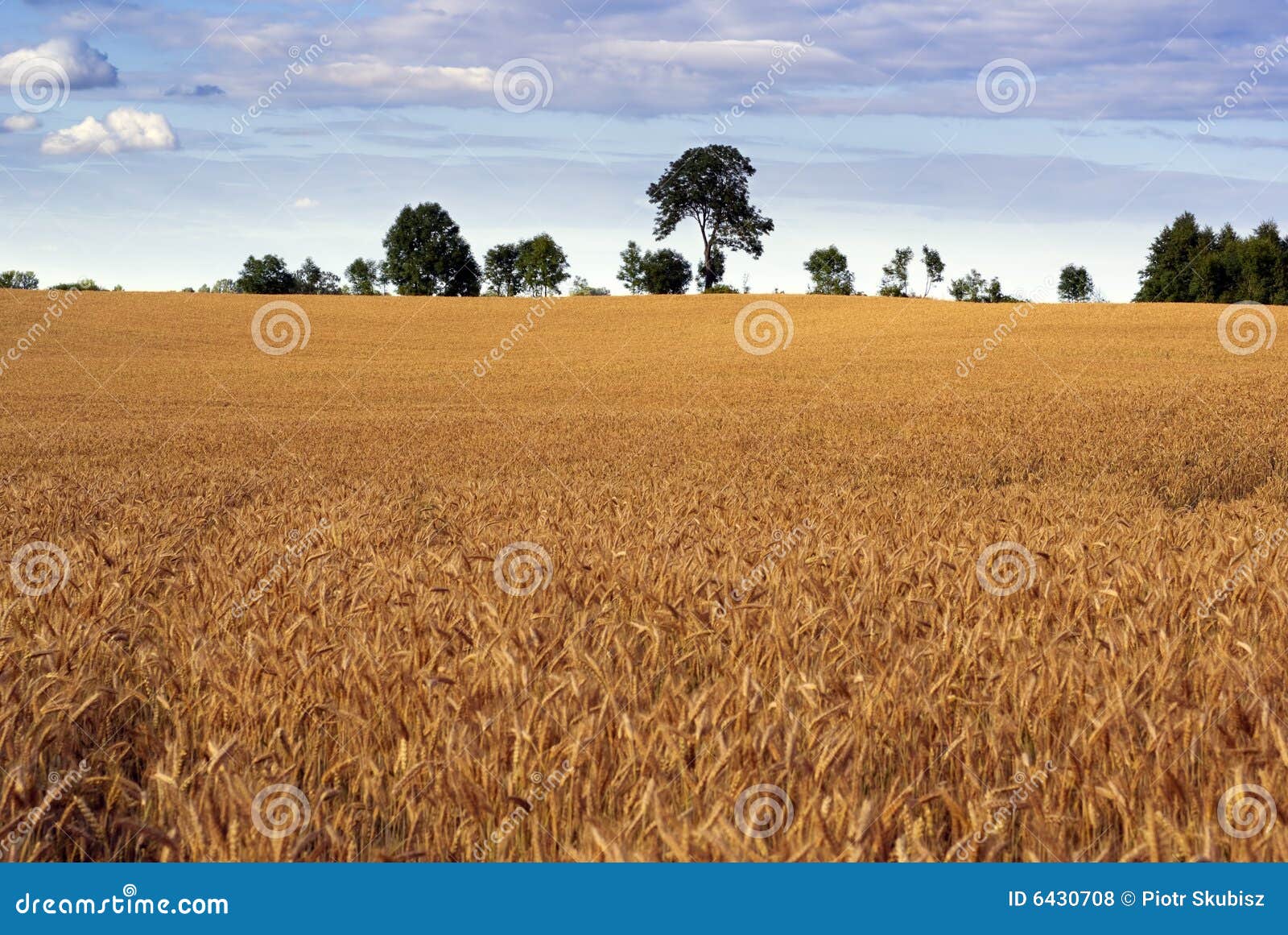 Cereal field. stock photo. Image of hybrid, agriculture - 6430708