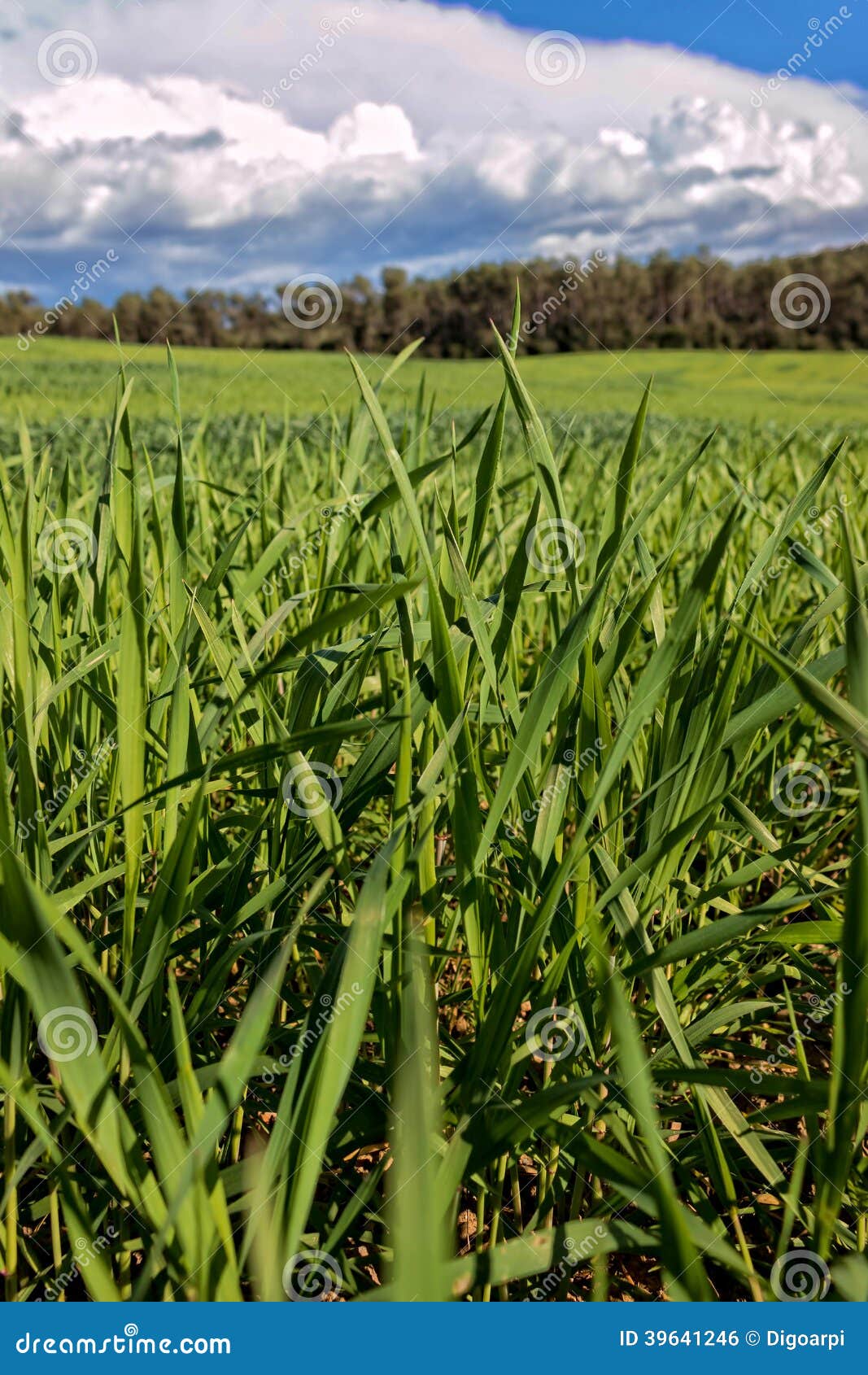 Cereal field stock photo. Image of agriculture, beautiful - 39641246