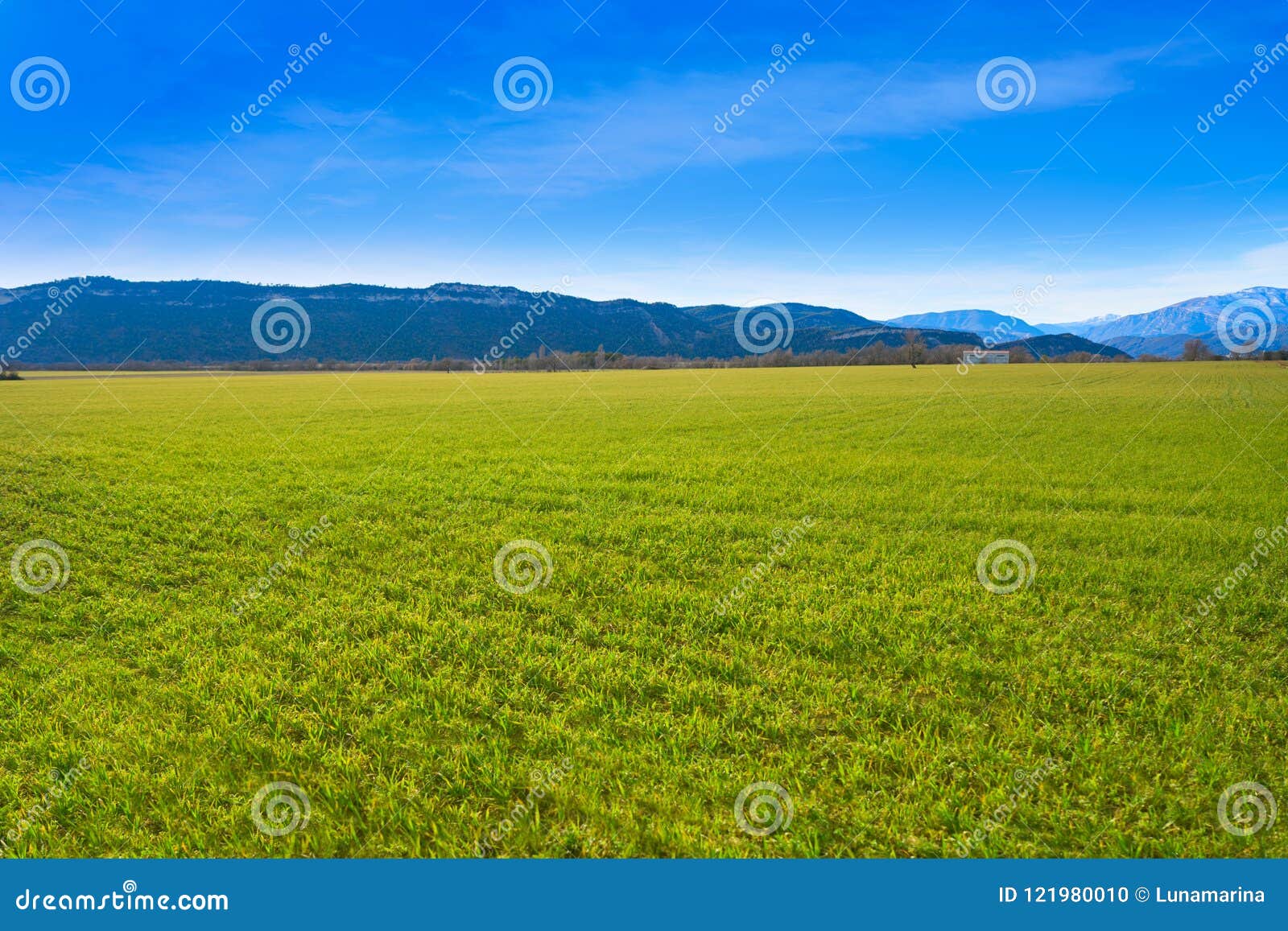Cereal Fields Green Sprouts As Meadows in Spain Stock Photo - Image of ... Cereal Fields Green Sprouts As Meadows in Spain Stock Photo - Image of ...