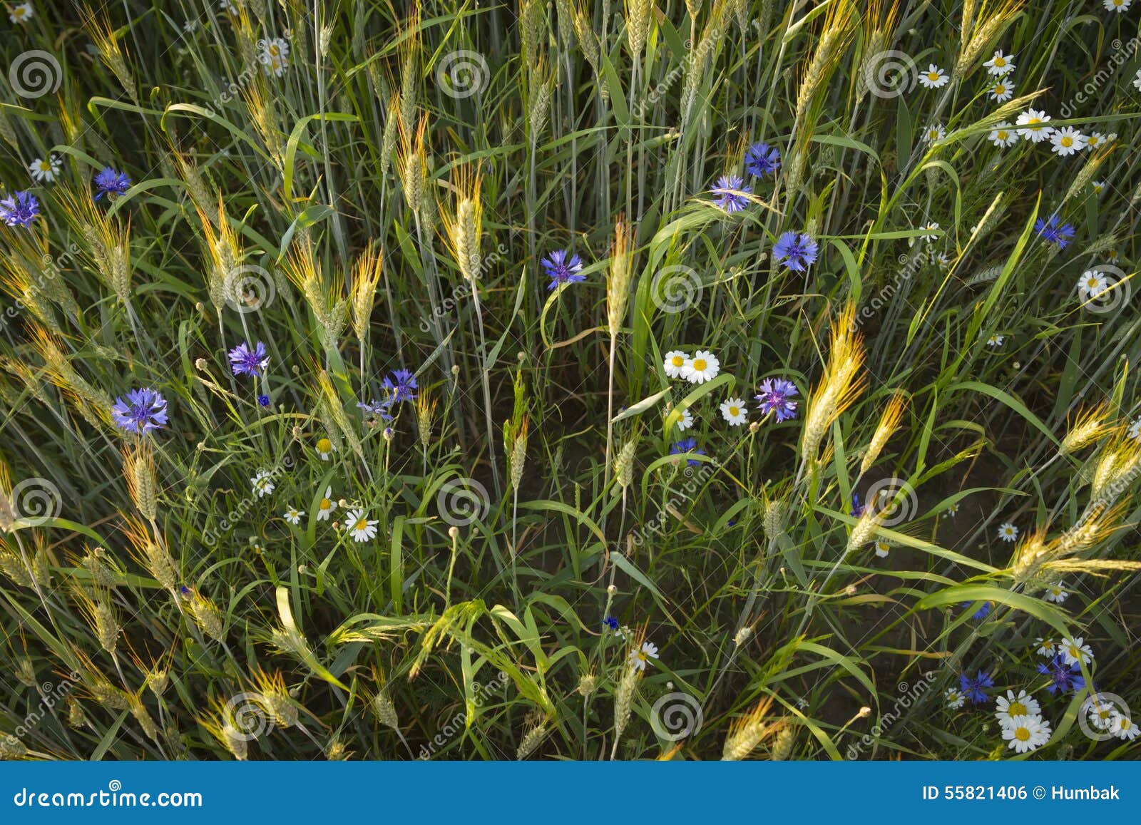 Cereal with flowers stock photo. Image of farming, sunshine - 55821406
