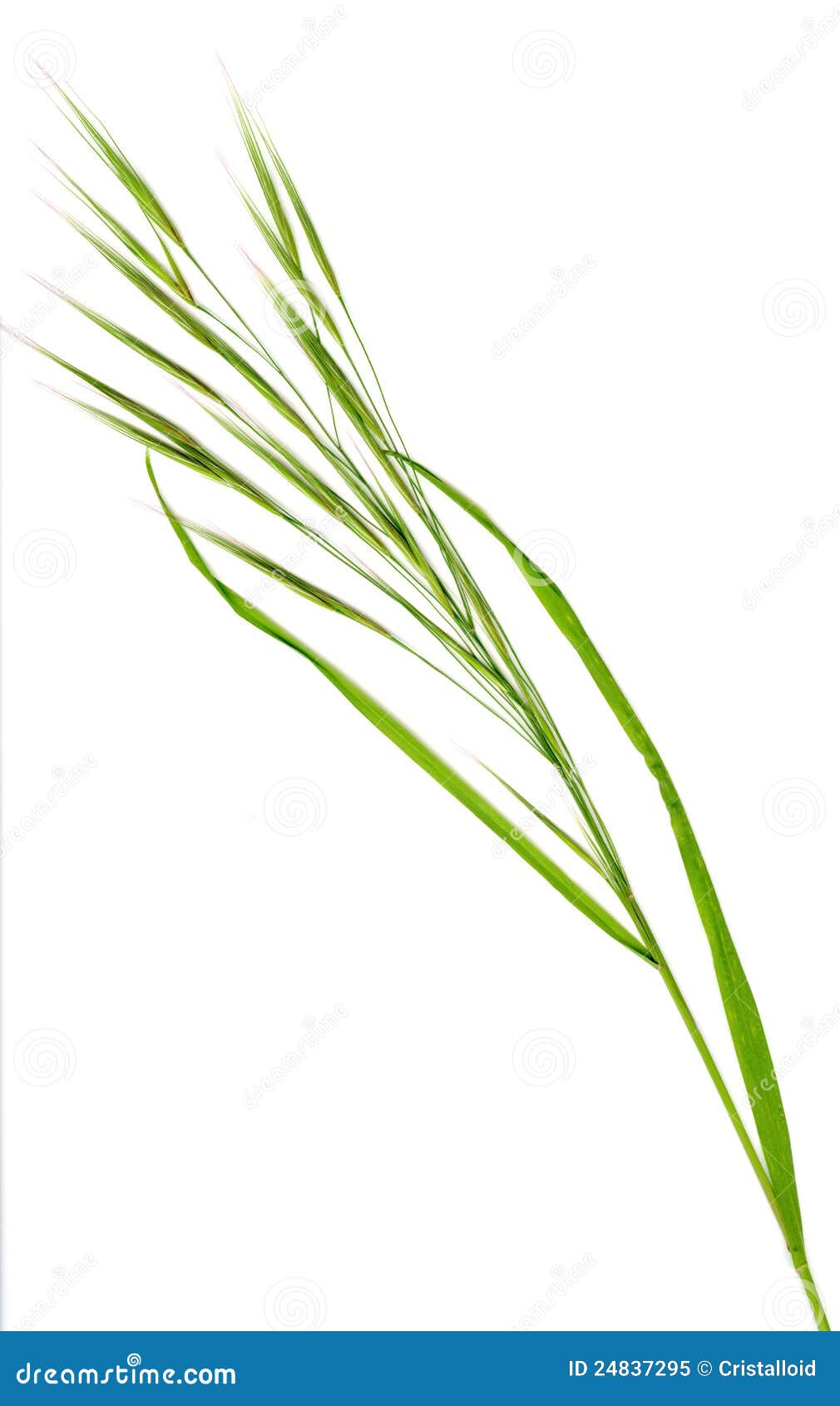 Cereal Green Grain Plants Growing Spikes On Spring Royalty-Free Stock ...