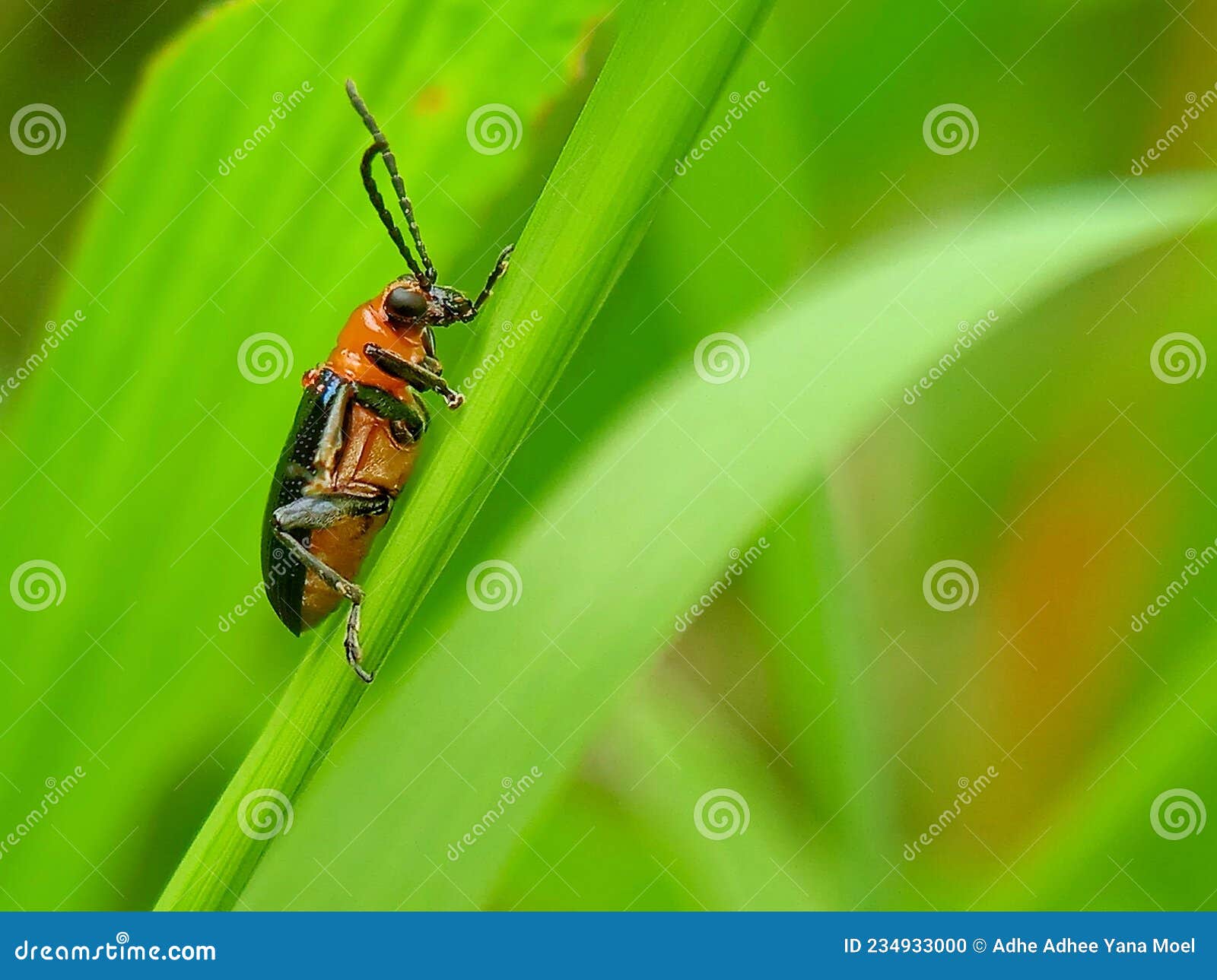 Cereal leaf beetle stock photo. Image of pest, animal - 234933000