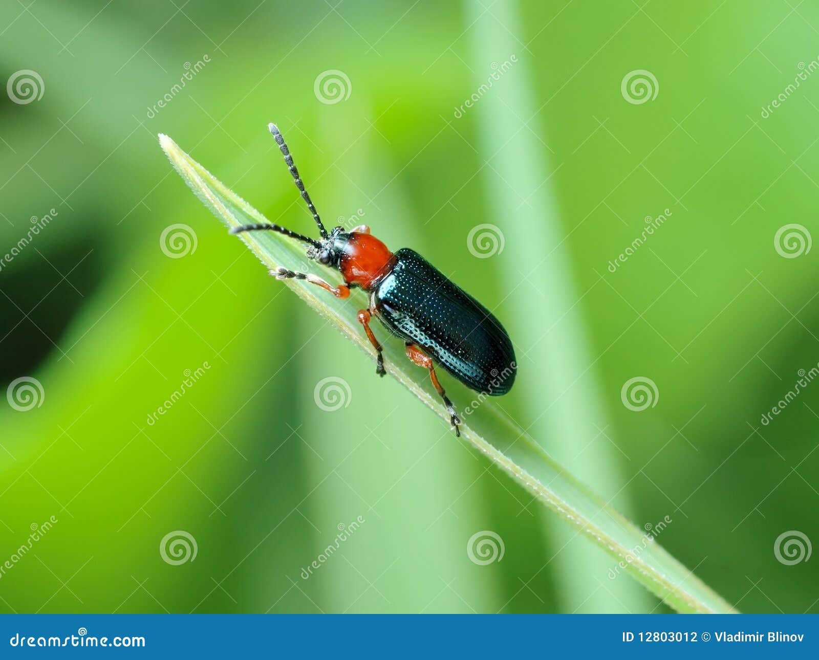 Cereal Leaf Beetle (Oulema Melanopus) Stock Photo - Image of nature ...