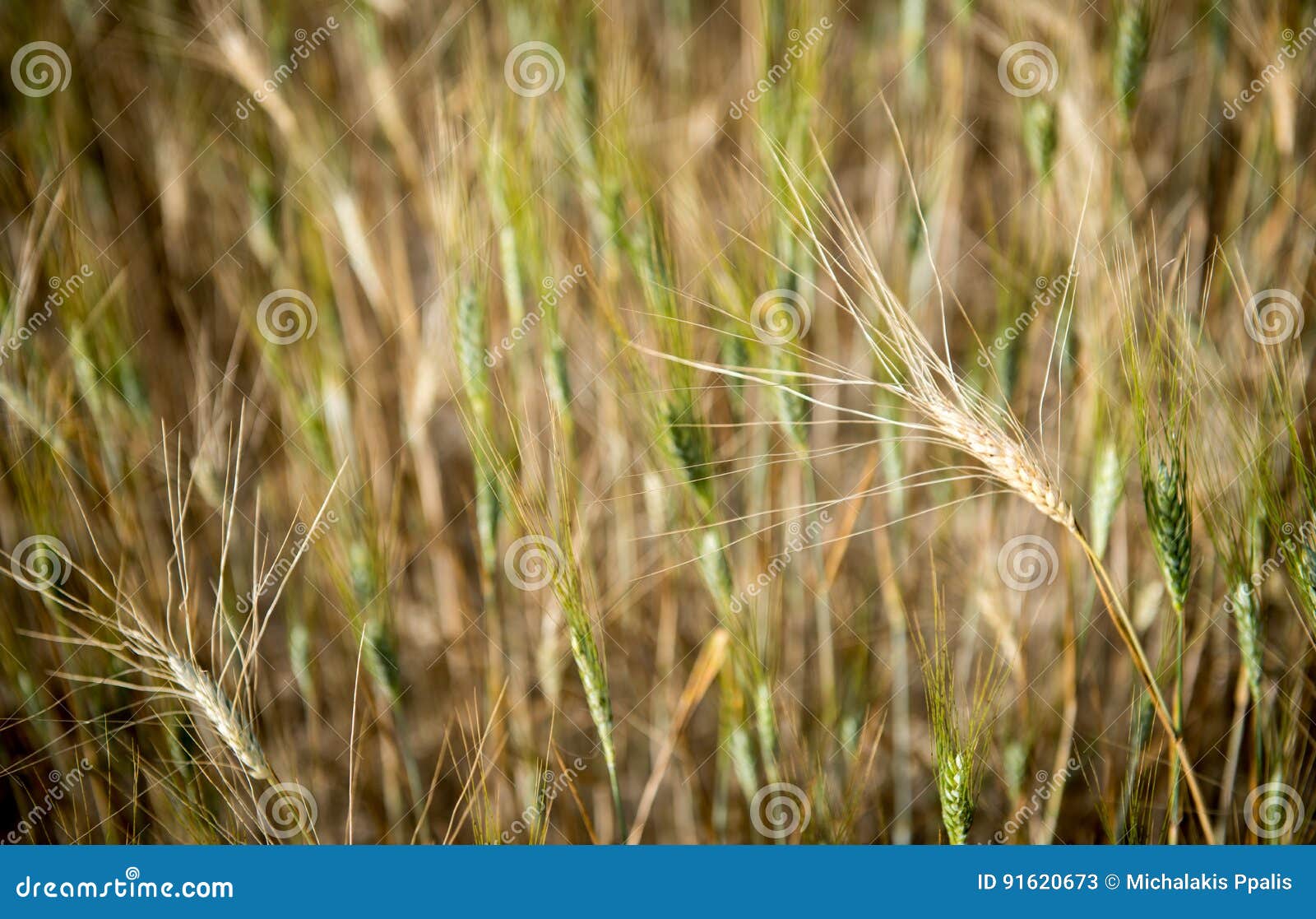 Cereal plan stock image. Image of summer, produce, yellow - 91620673