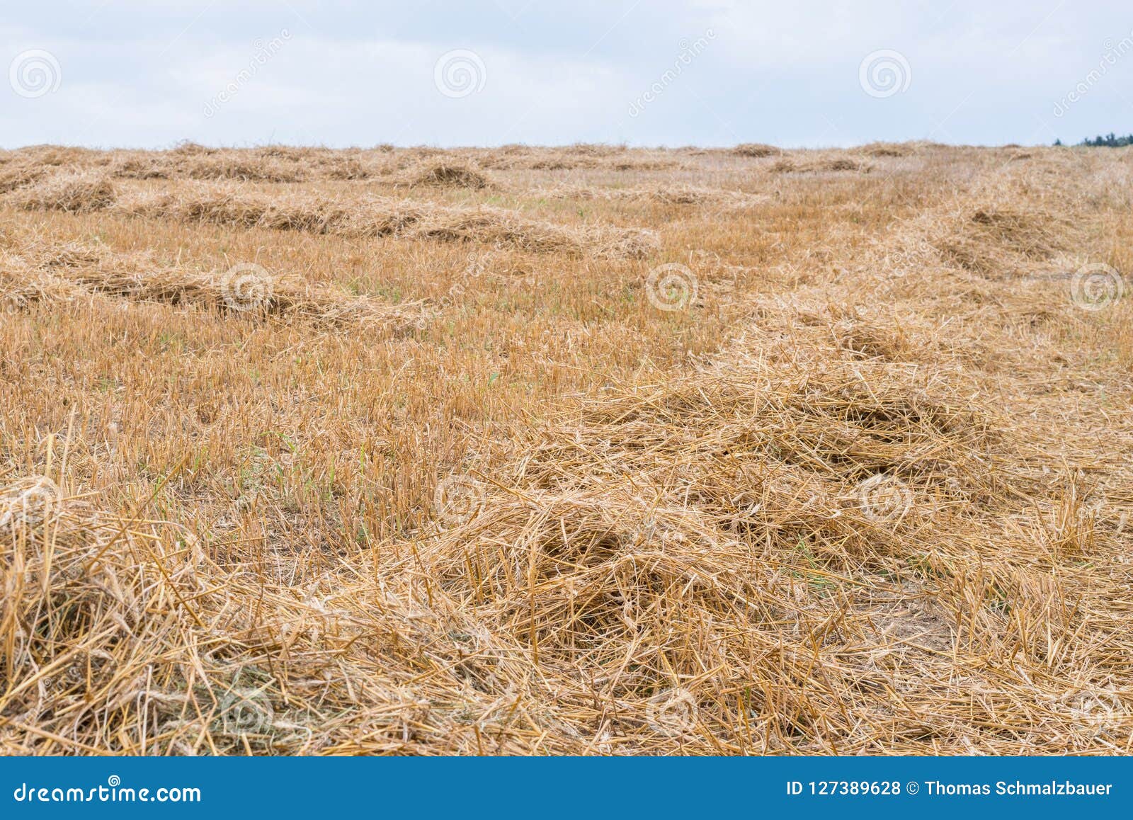 Cereal Straw Rye in a Field in Bavaria, Germany Stock Photo - Image of ...