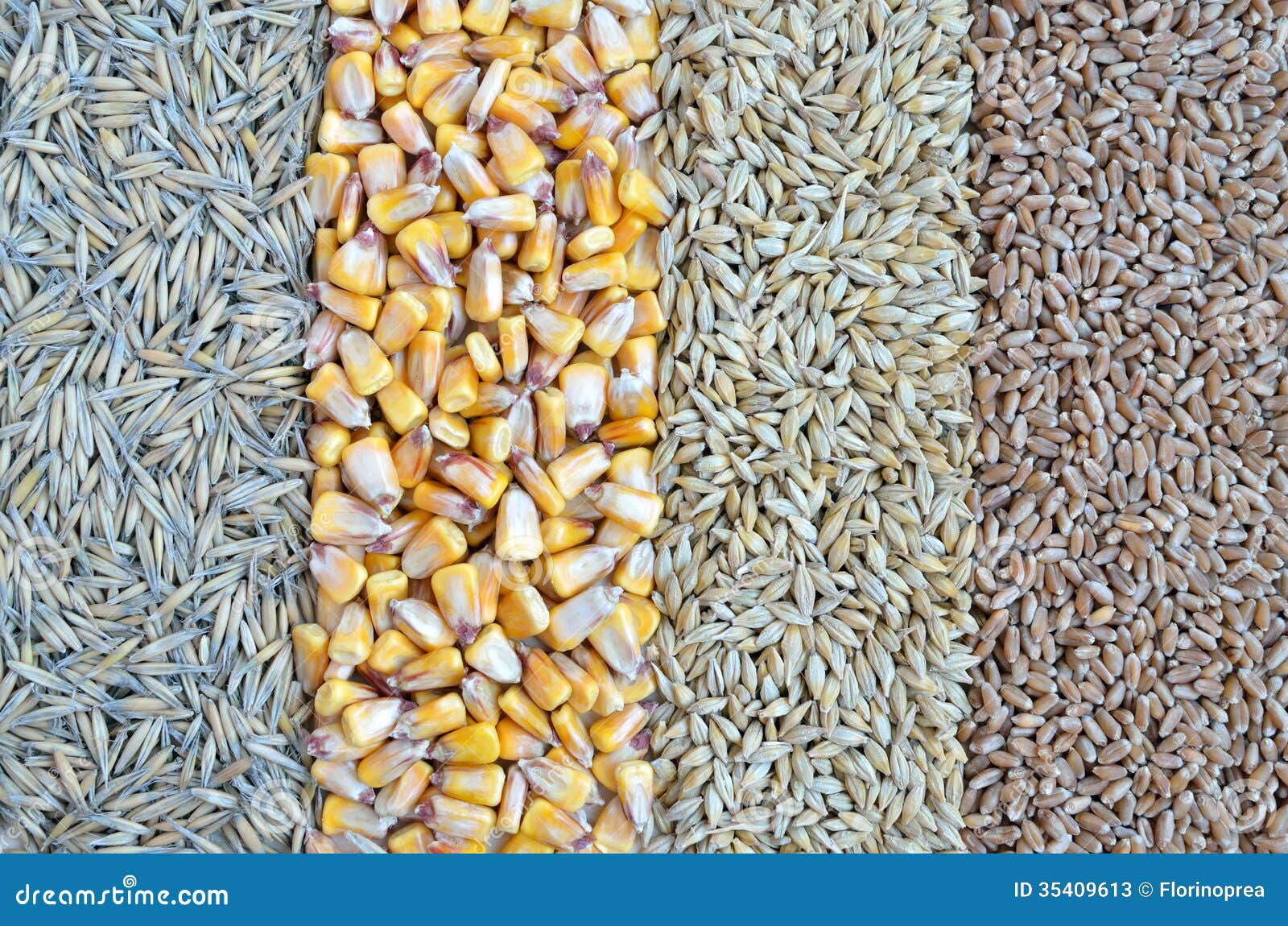 Cereali - Avena, Cereale, Orzo, Grano Immagine Stock - Immagine di ...