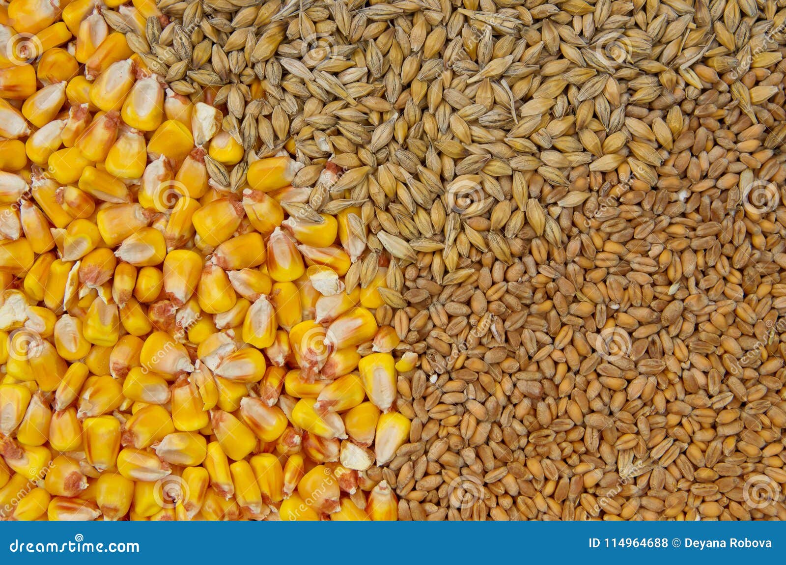 Cereali - Grano, Orzo E Mais Fotografia Stock - Immagine di mais, crudo ...