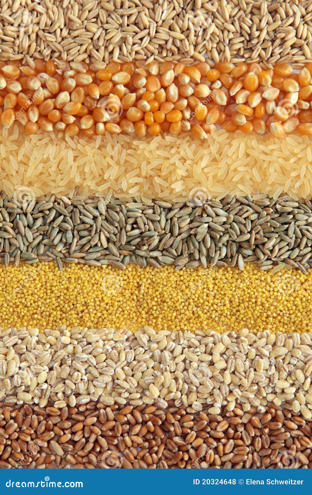 Cereals stock photo. Image of food, isolated, organic - 20324648